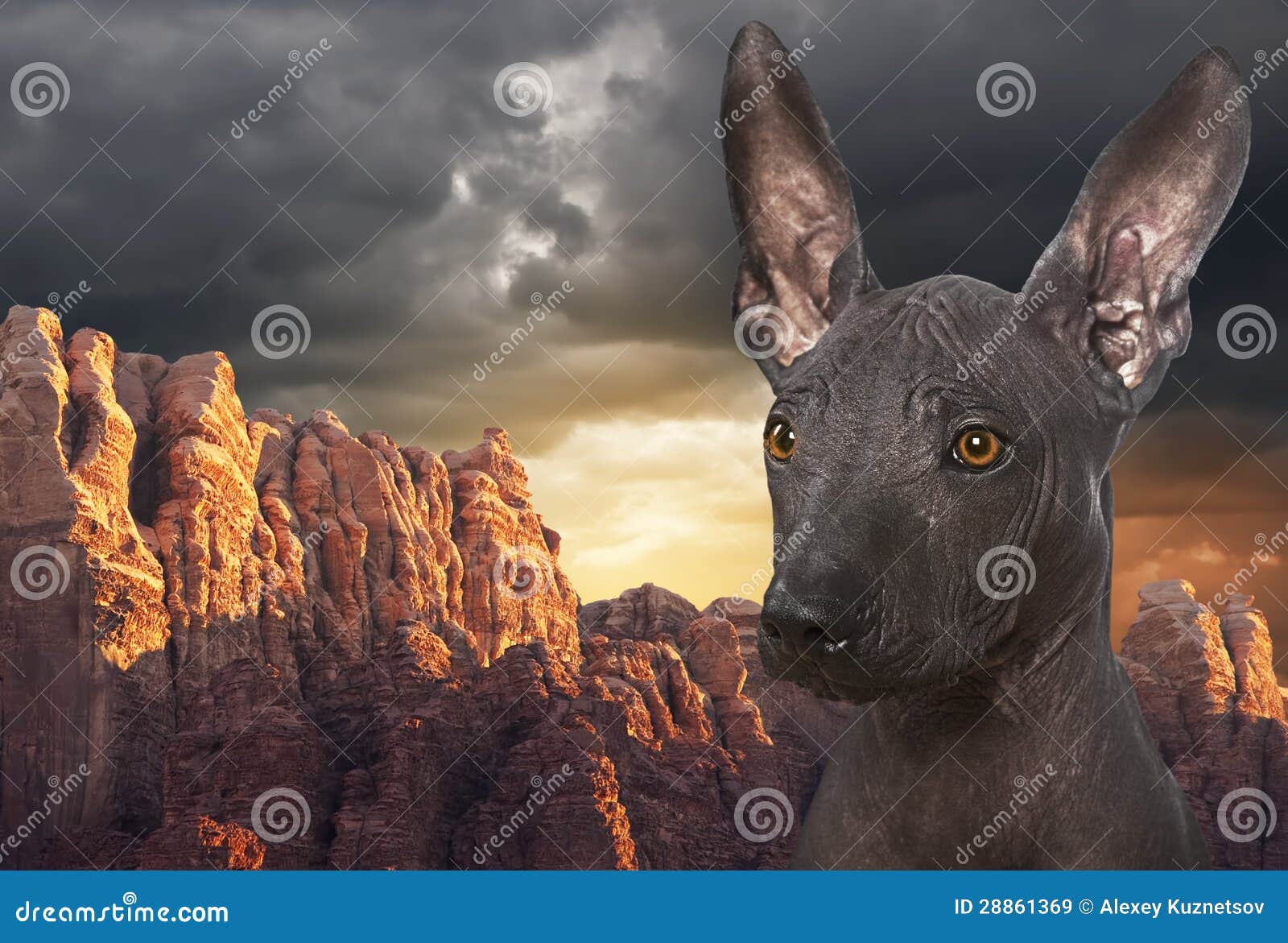 Cane Glabro Messicano Del Xoloitzcuintle Immagine Stock - Immagine di ...