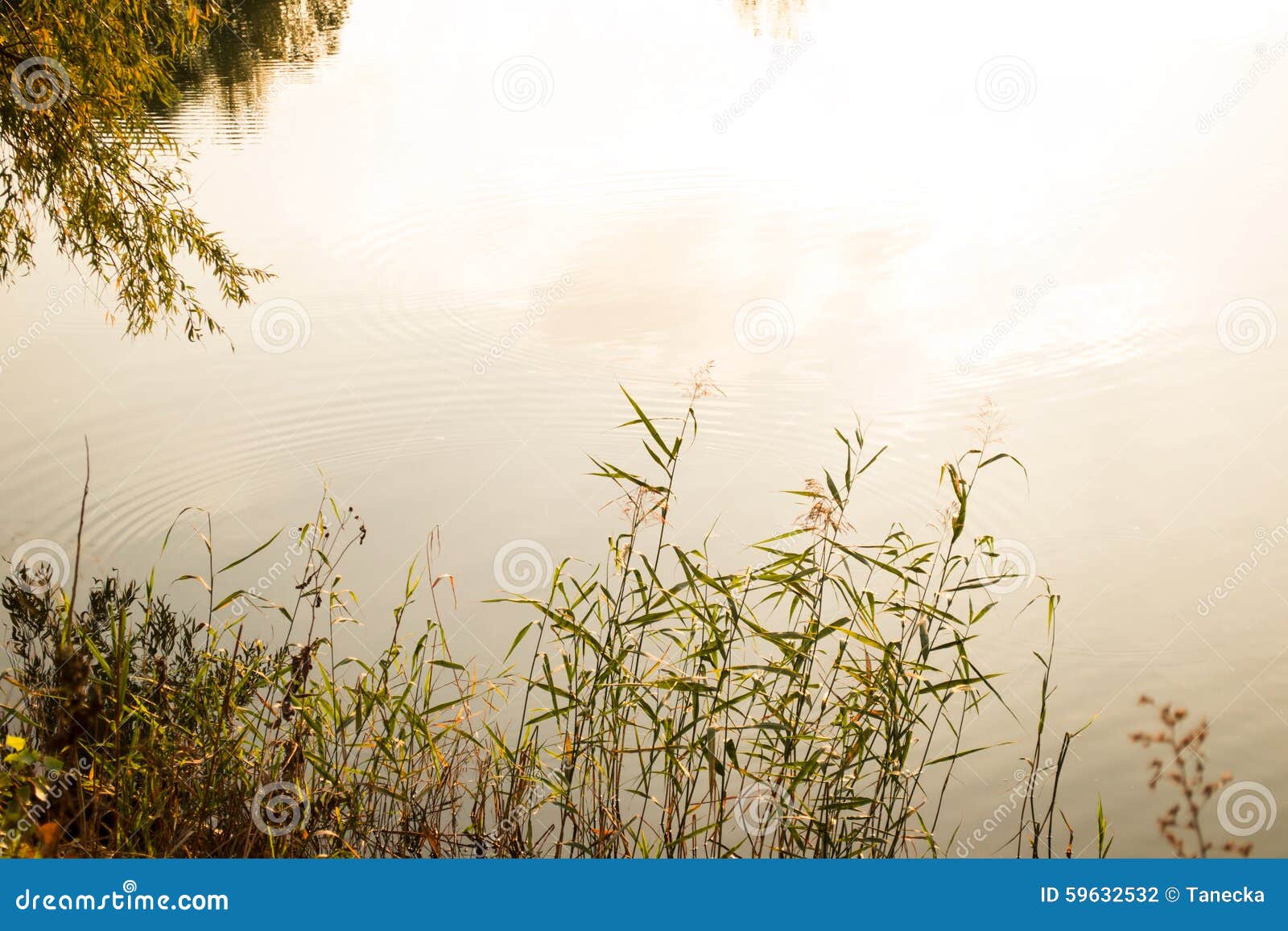Cane grass water stock photo. Image of branch, environment - 59632532