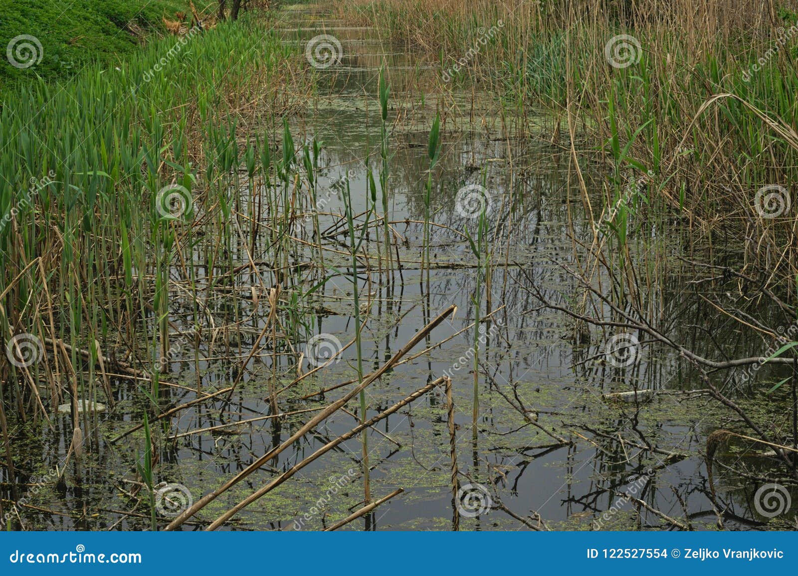 Cane Grows in the Swamp during Spring Time Stock Photo - Image of color ...