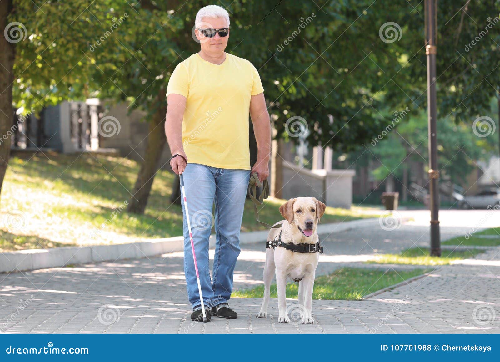 Cane Guida Che Aiuta Uomo Cieco Fotografia Stock - Immagine di aiuto ...