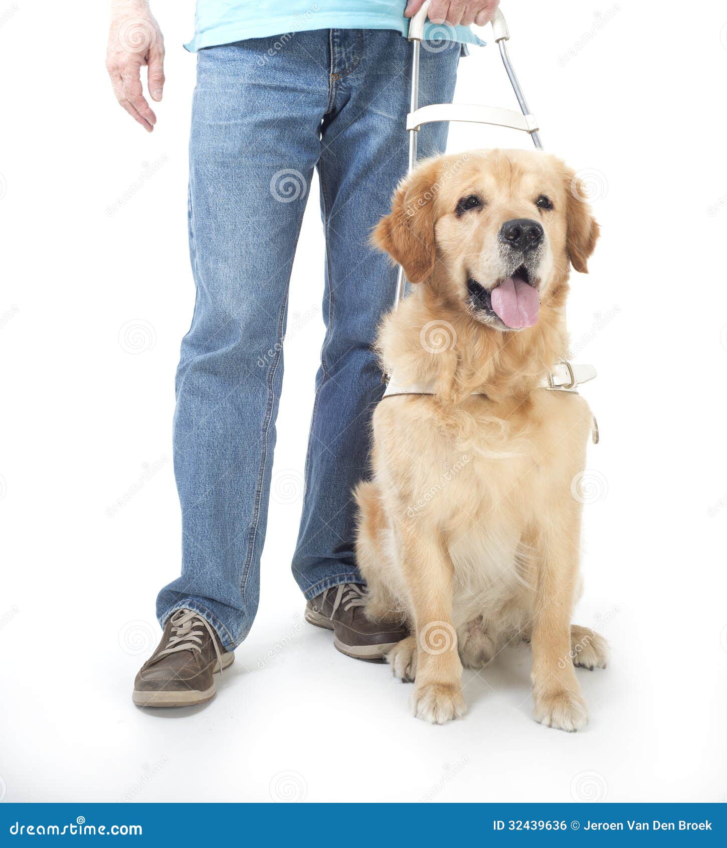 Cane Guida Isolato Su Bianco Fotografia Stock - Immagine di disabile ...