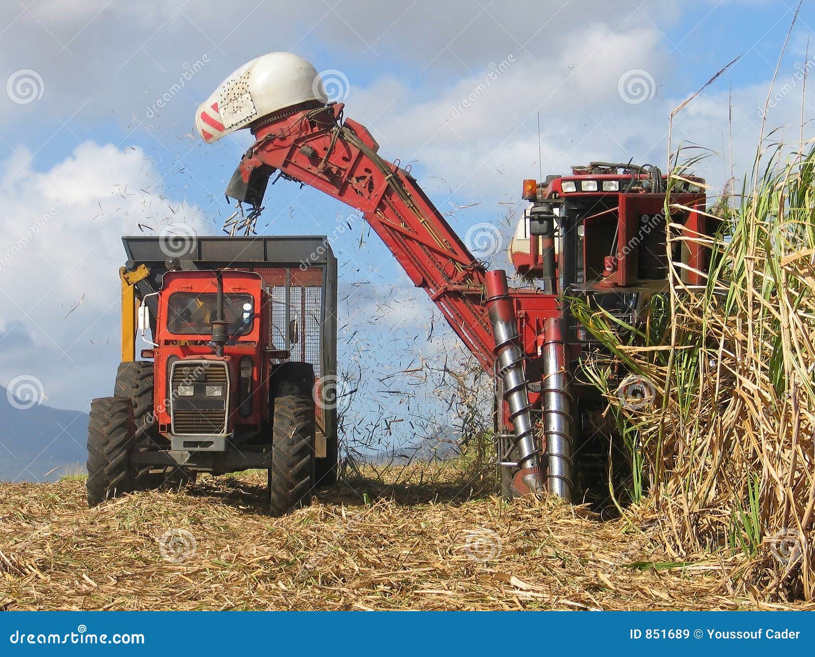 Cane harvest stock image. Image of sugar, agriculture, agricultural ...