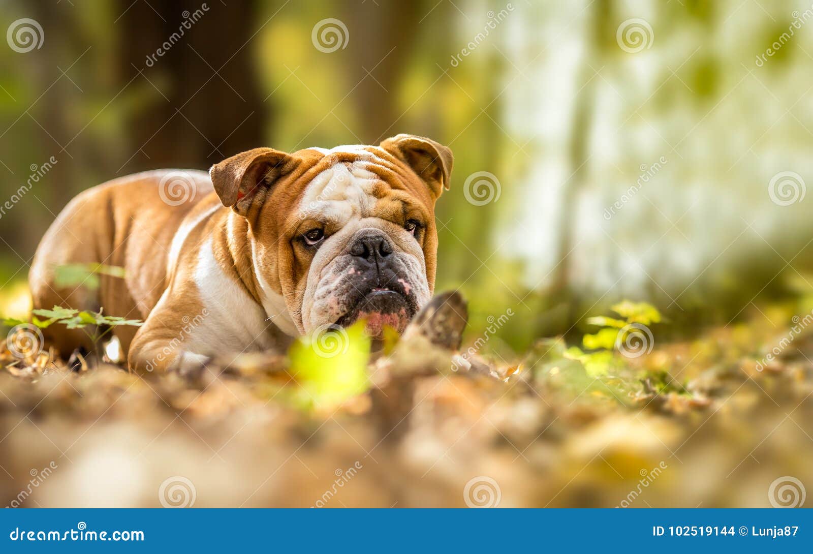 Cane Inglese Del Bulldog in Foresta Fotografia Stock - Immagine di ...