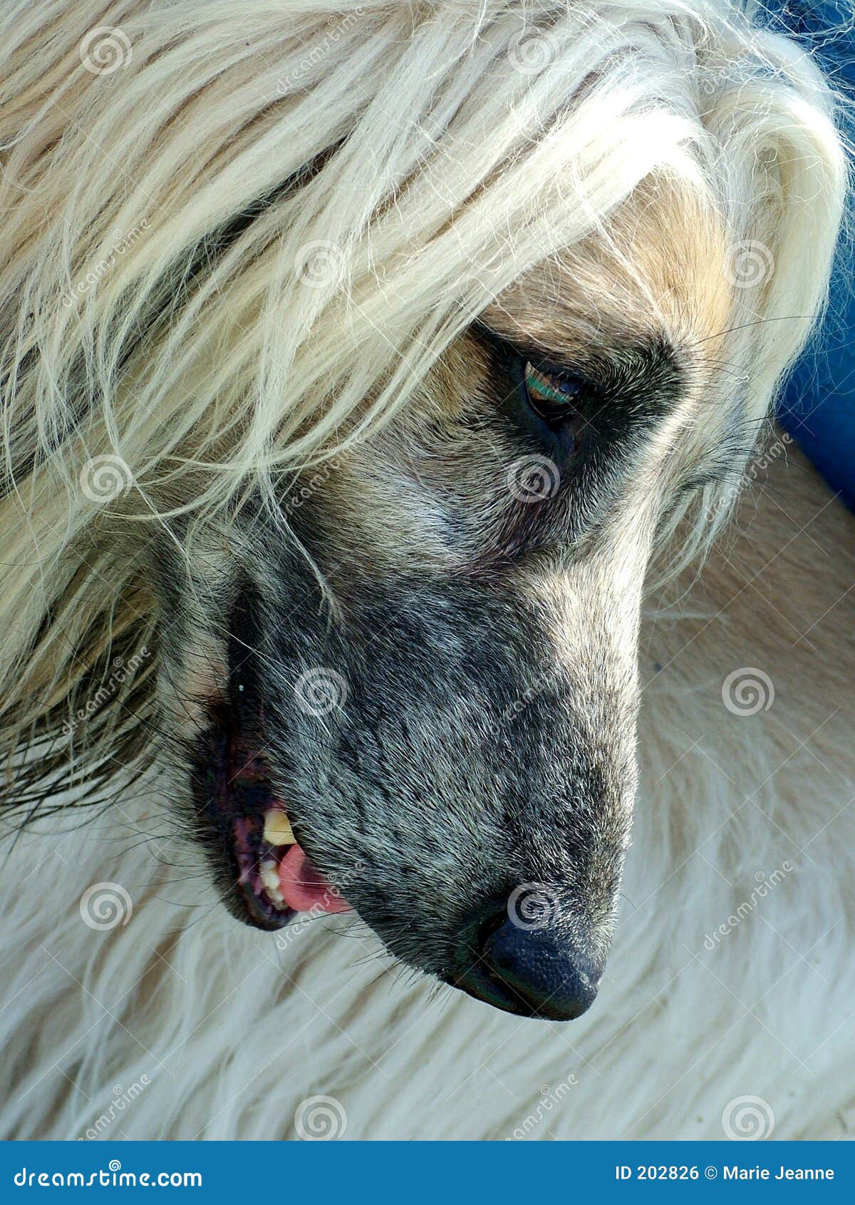 Cane lungo dei capelli fotografia stock. Immagine di particolare - 202826