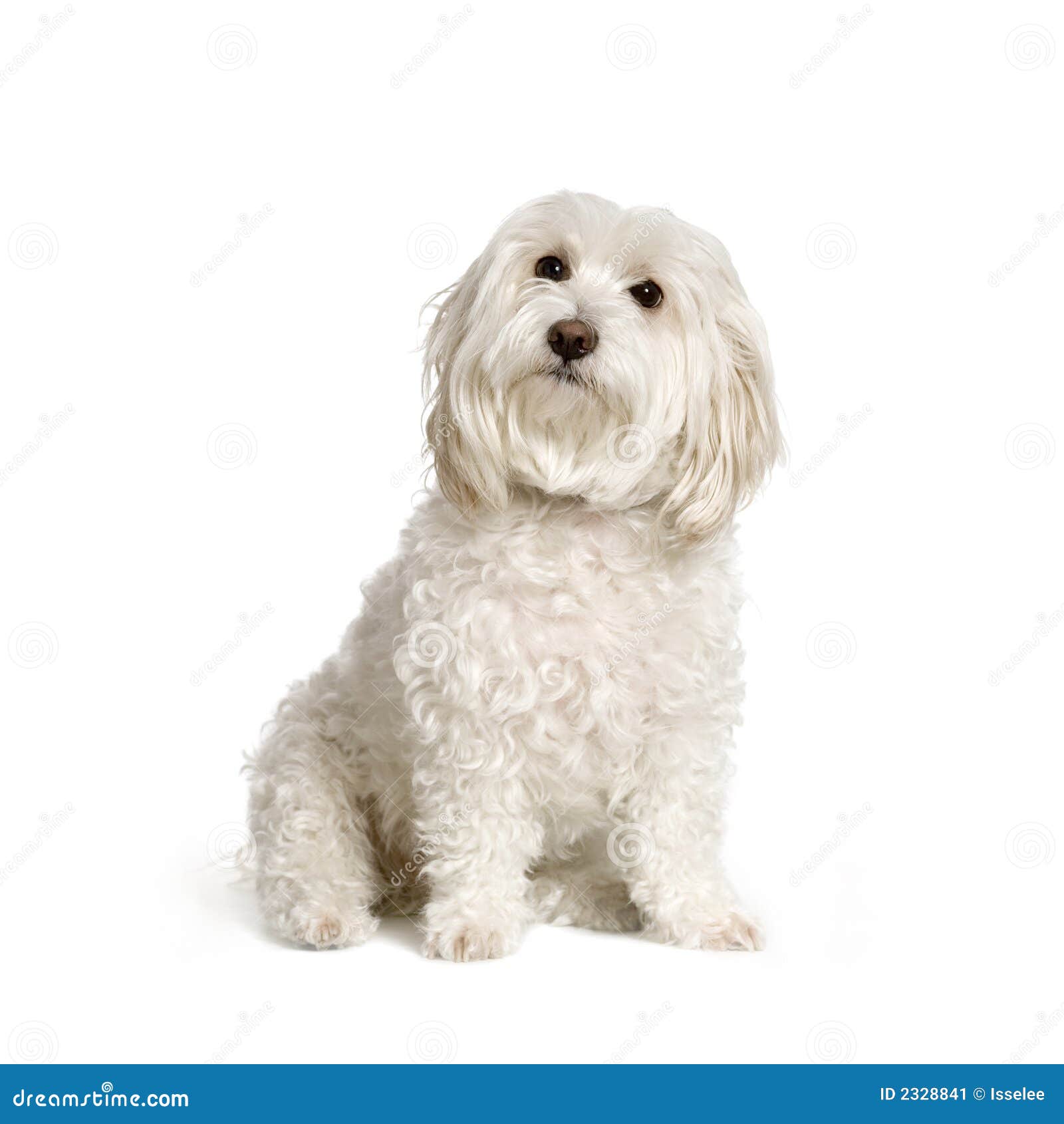 Cane maltese immagine stock. Immagine di piccolo, razza - 2328841
