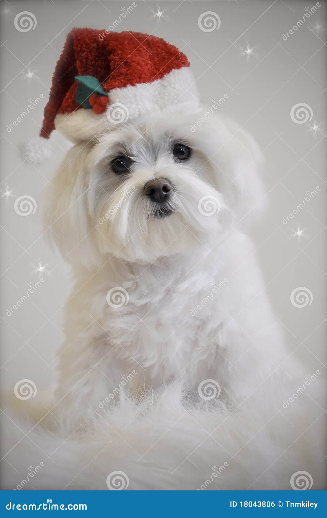 Cane Maltese Bianco Di Natale Fotografia Stock - Immagine di maltese ...