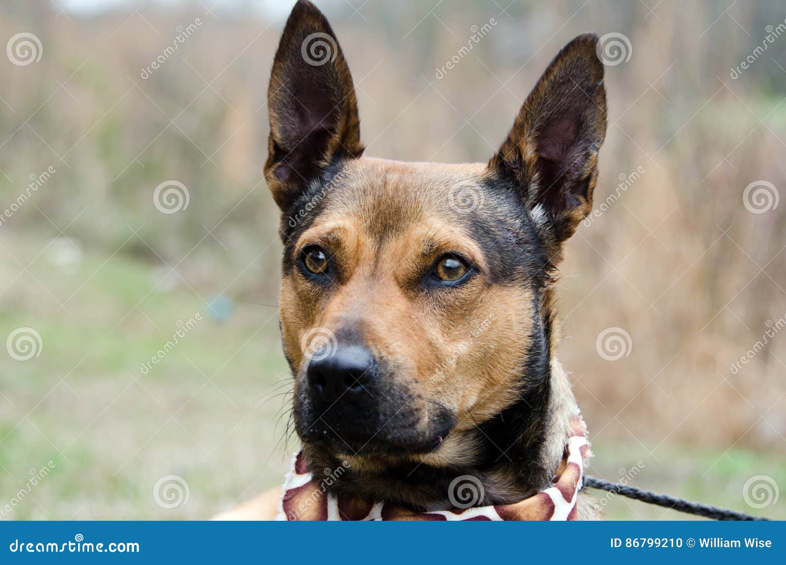 Cane Misto Della Razza Del Pastore Fotografia Stock - Immagine di ...