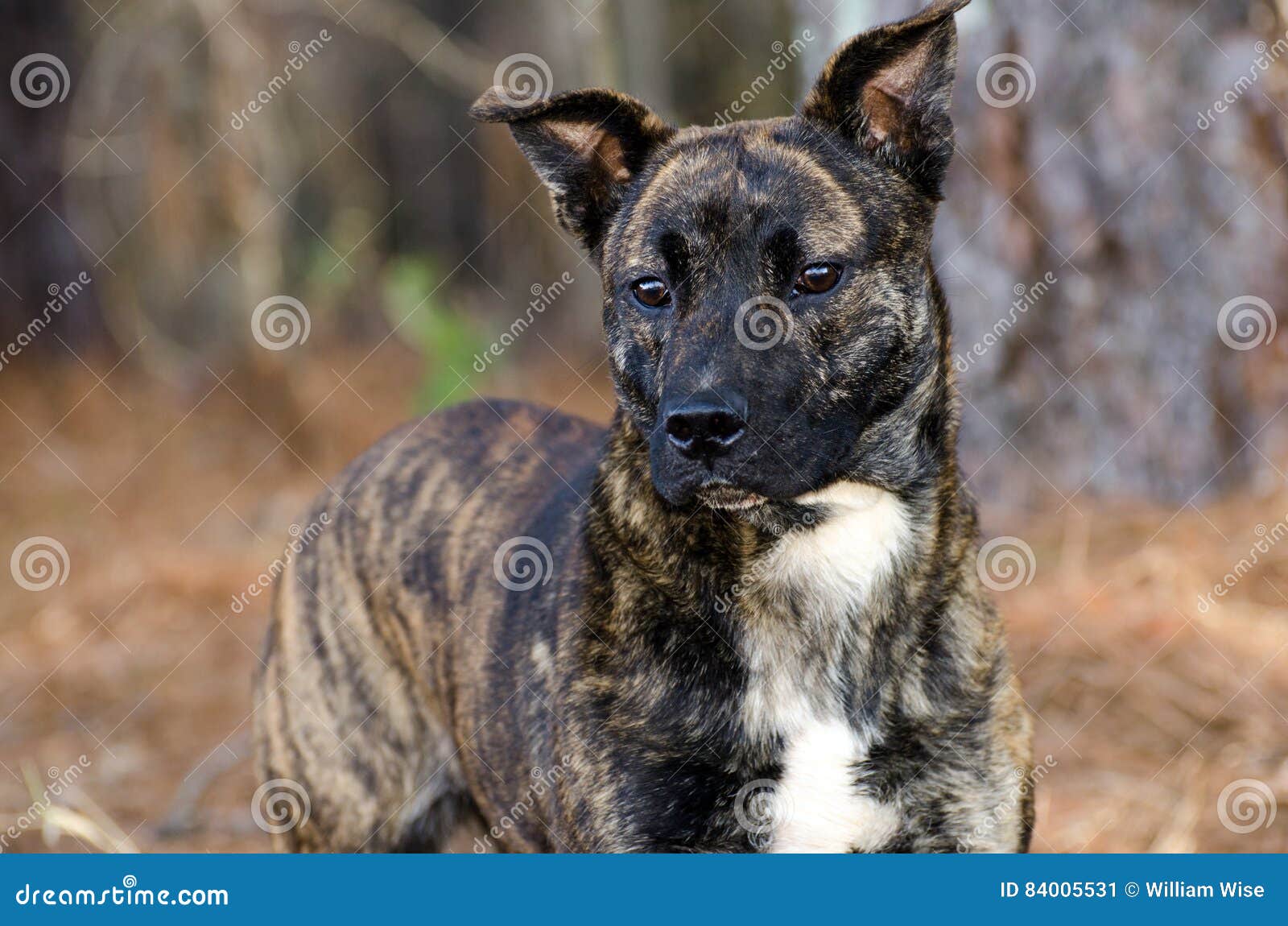 Cane Misto Della Razza Del Pastore Olandese Striato Del Pitbull Terrier ...