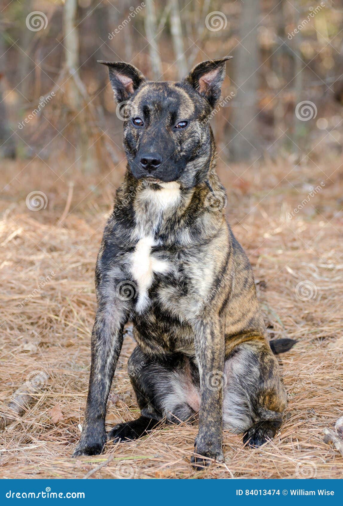 Cane Misto Della Razza Del Pastore Olandese Striato Del Pitbull Terrier ...