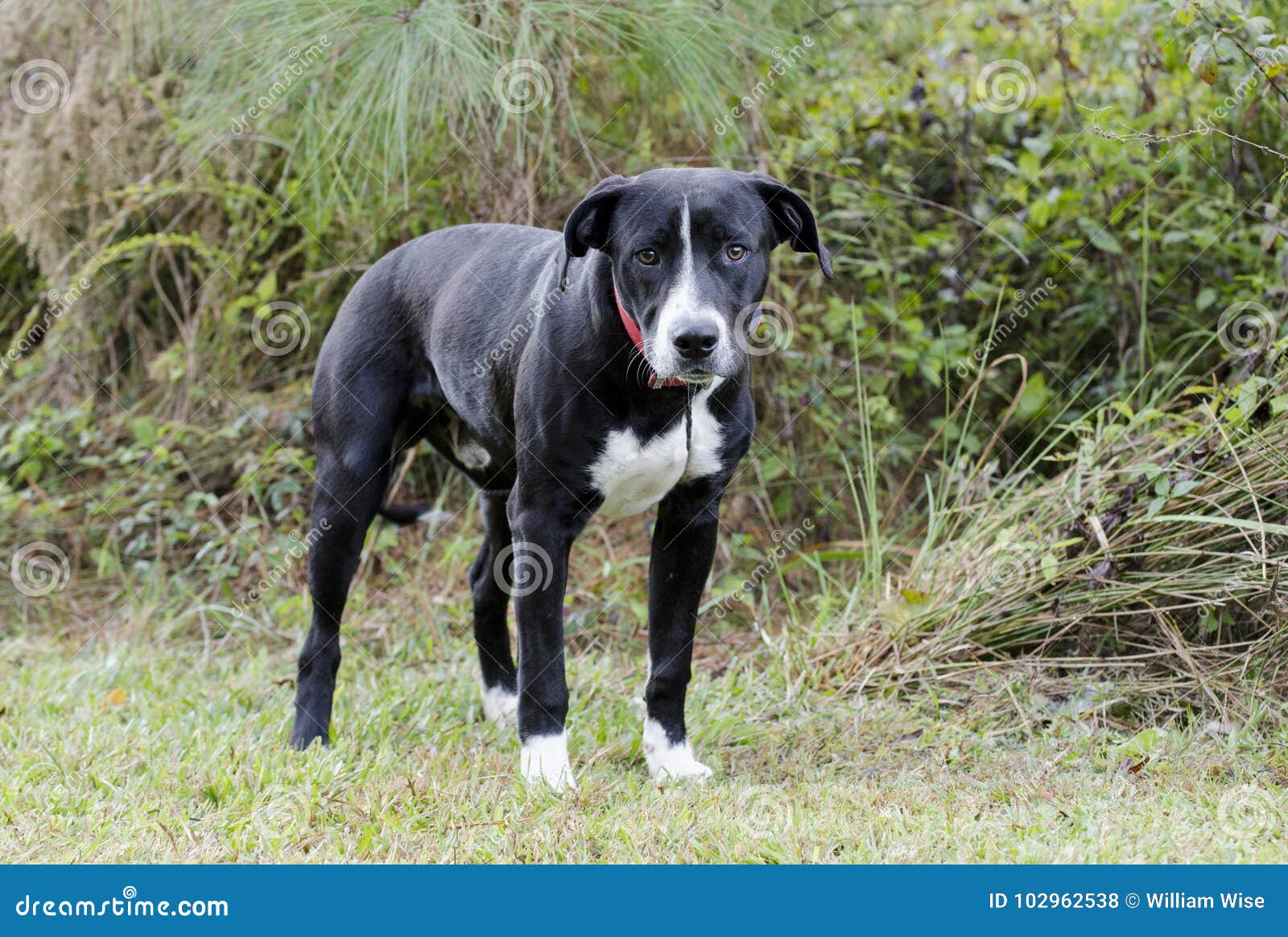 Cane Misto Della Razza Del Segugio Nero Di Labrador Fotografia Stock ...