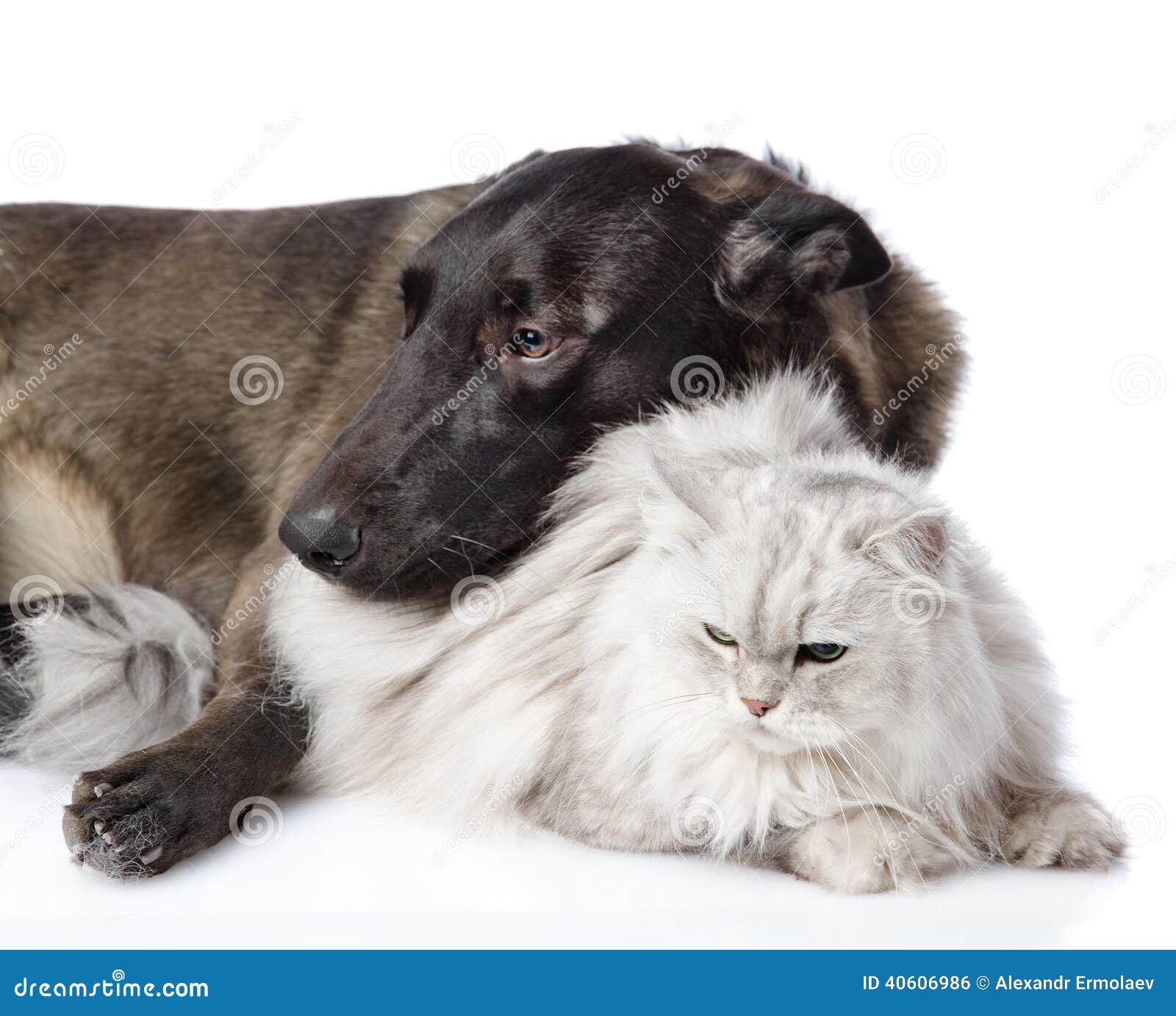 Cane Misto Della Razza E Gatto Persiano Insieme Fotografia Stock ...