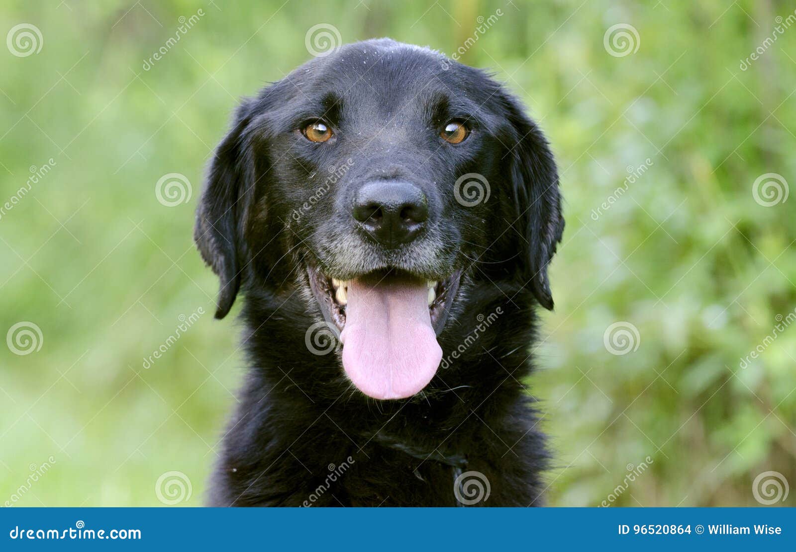 Cane Misto Nero Della Razza Di Labrador Retiever Fotografia Stock ...