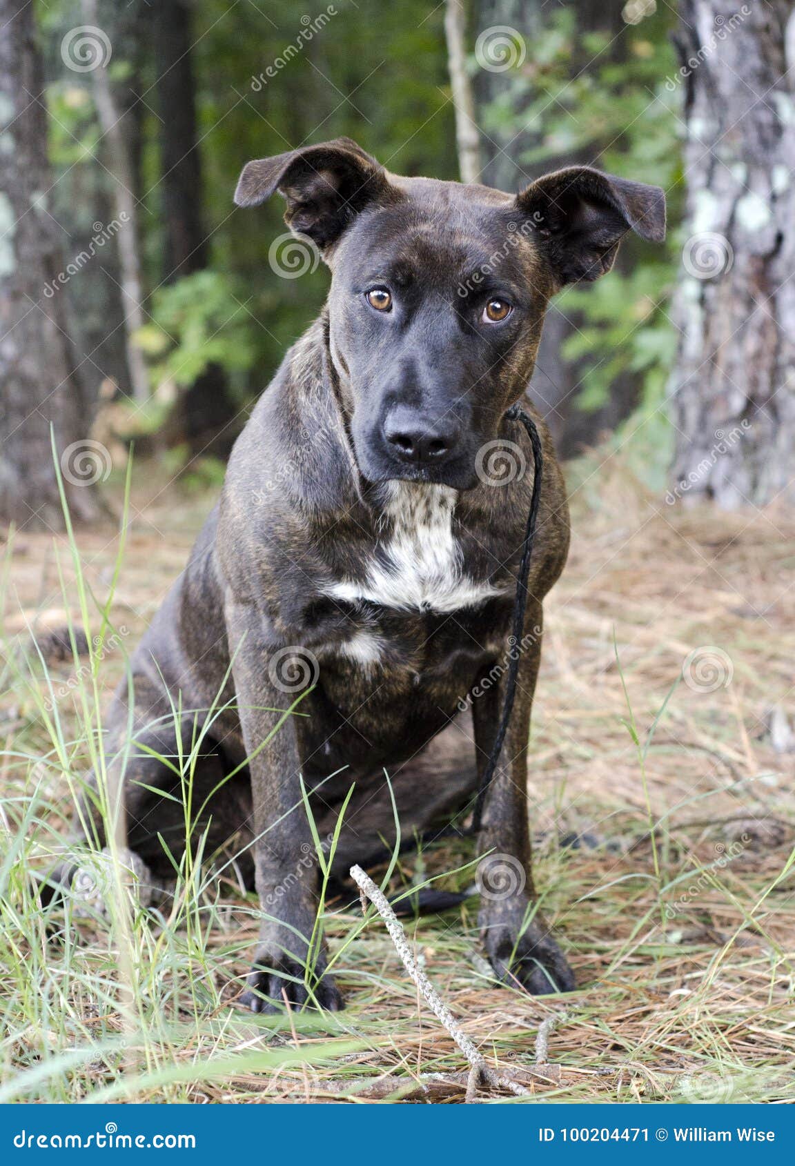 Cane Misto Striato Della Razza Di Great Dane Immagine Stock - Immagine ...