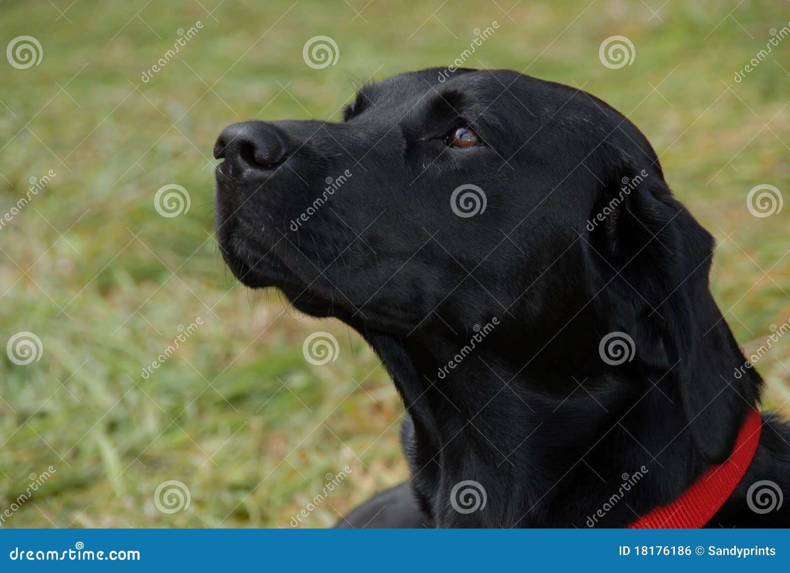 Cane nero fotografia stock. Immagine di basette, occhio - 18176186