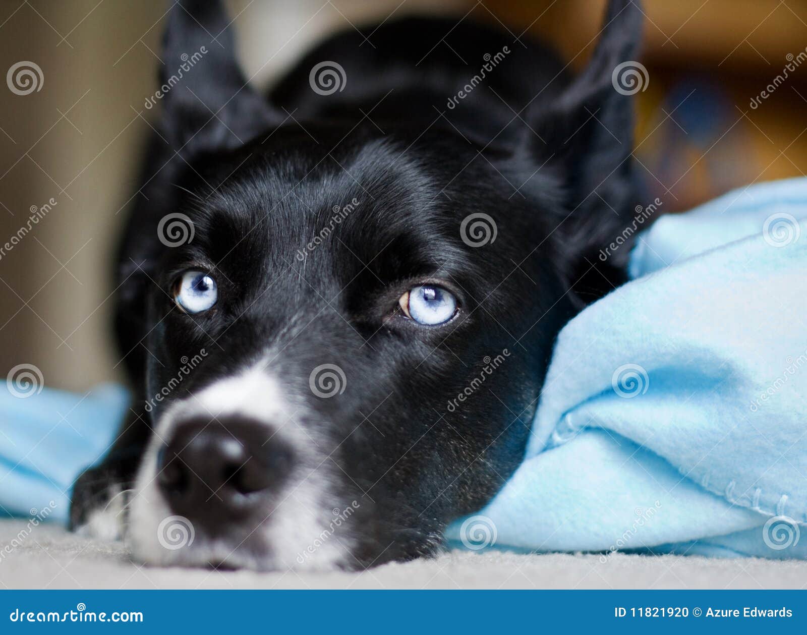 Cane Nero Con Gli Occhi Azzurri Fotografia Stock - Immagine di naso ...