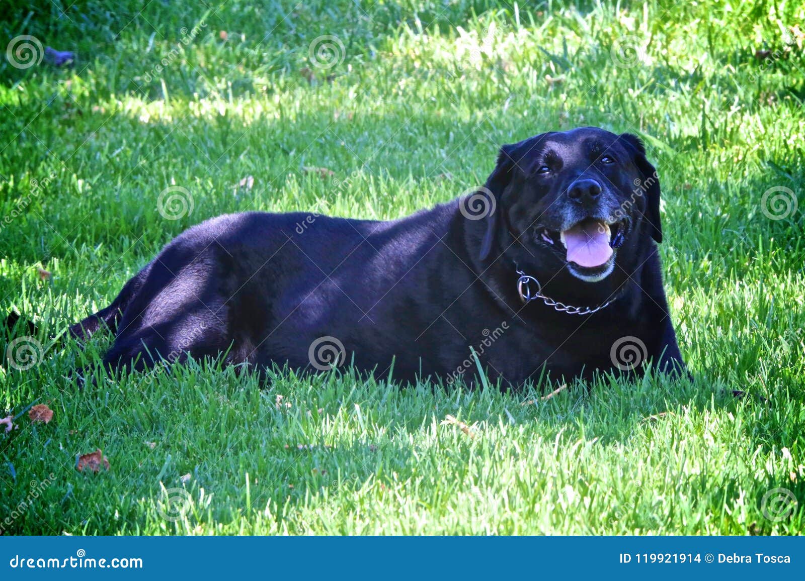 Cane nero del Labrador fotografia stock. Immagine di femmina - 119921914