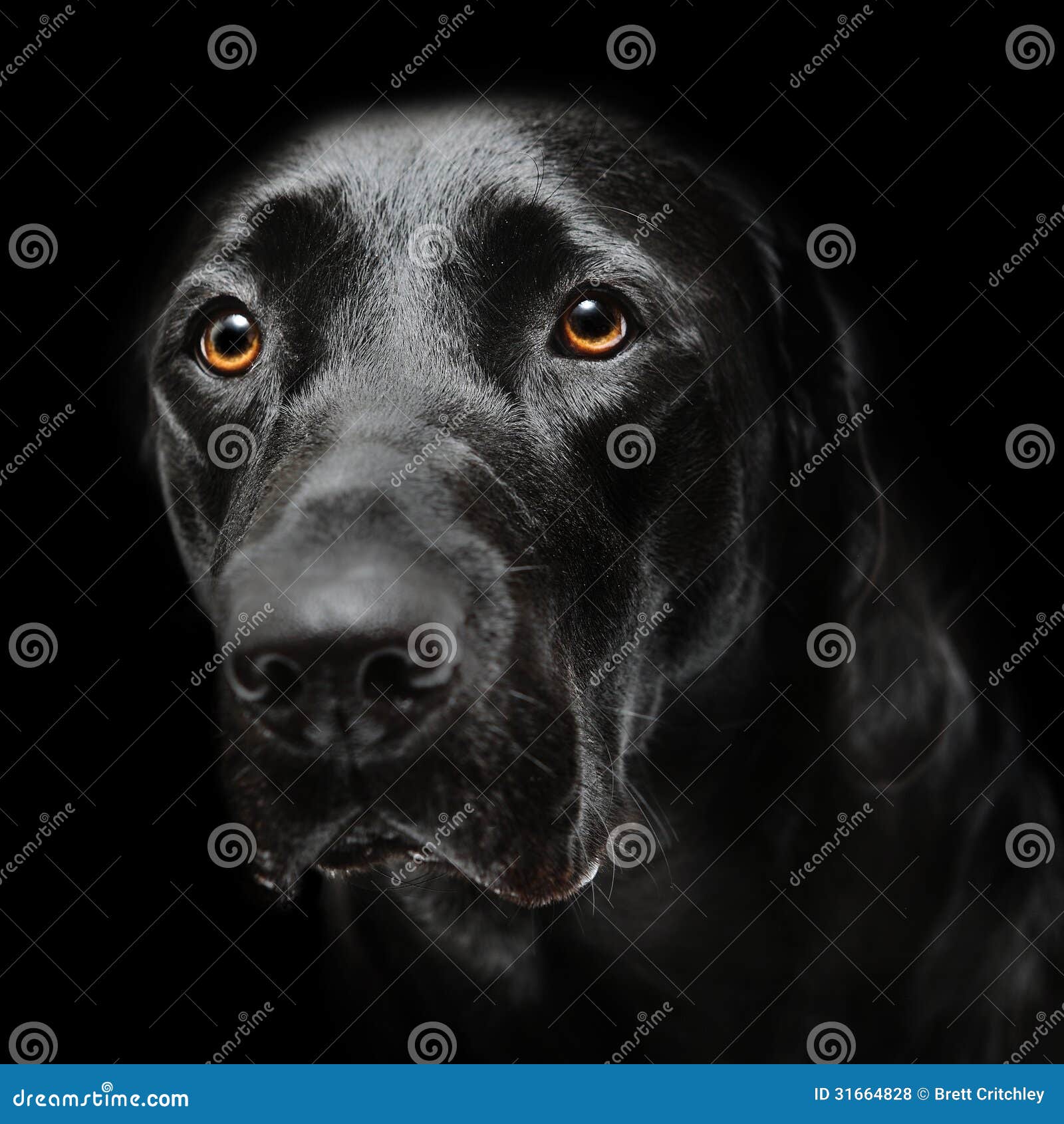 Cane nero di Labrador fotografia stock. Immagine di seduta - 31664828