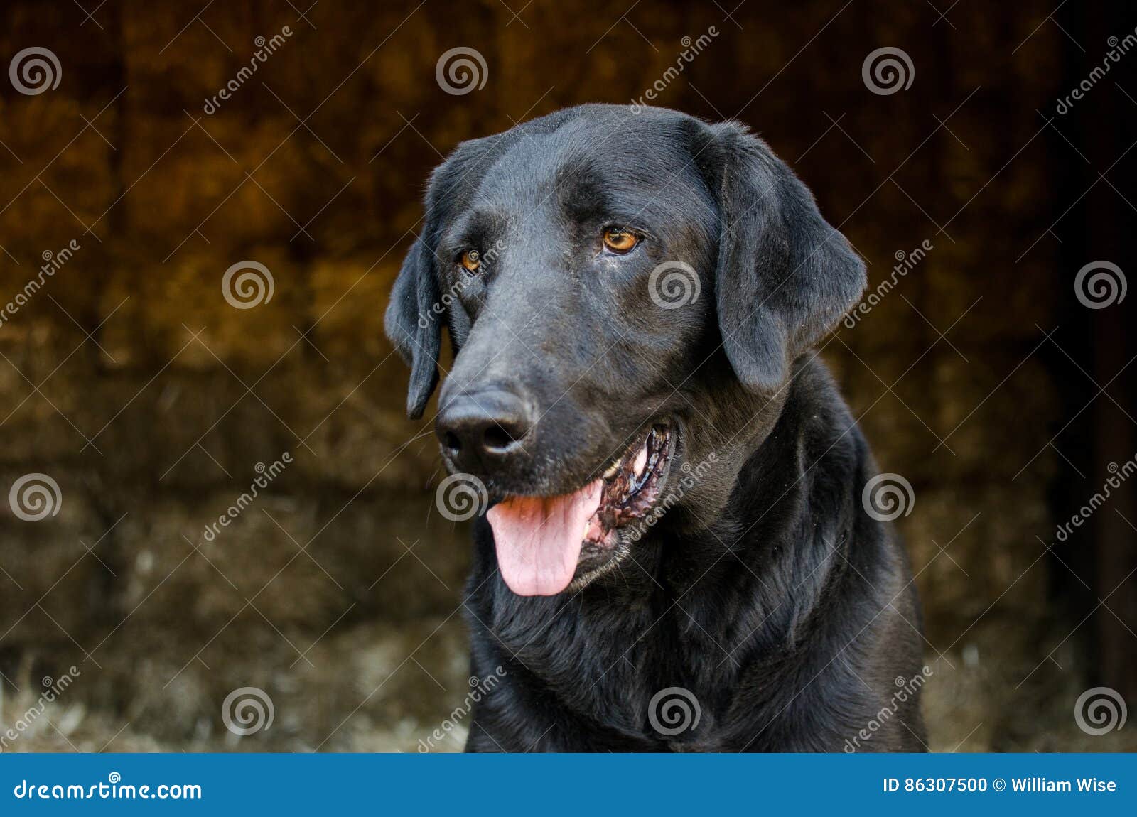 Cane Nero Di Labrador Retriever in Hay Barn Fotografia Stock - Immagine ...