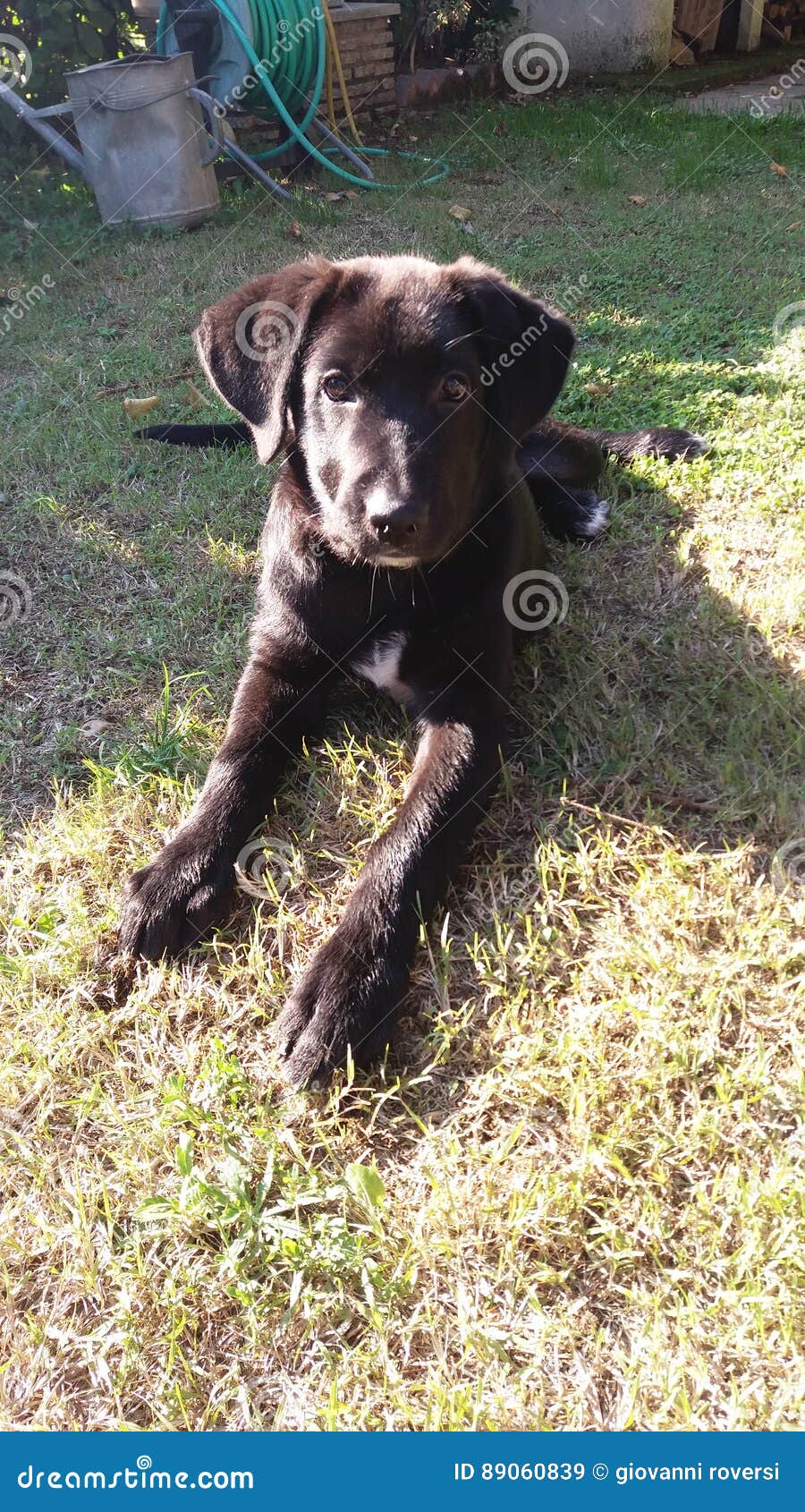 Cane nero stock image. Image of cane, black, love, puppy - 89060839