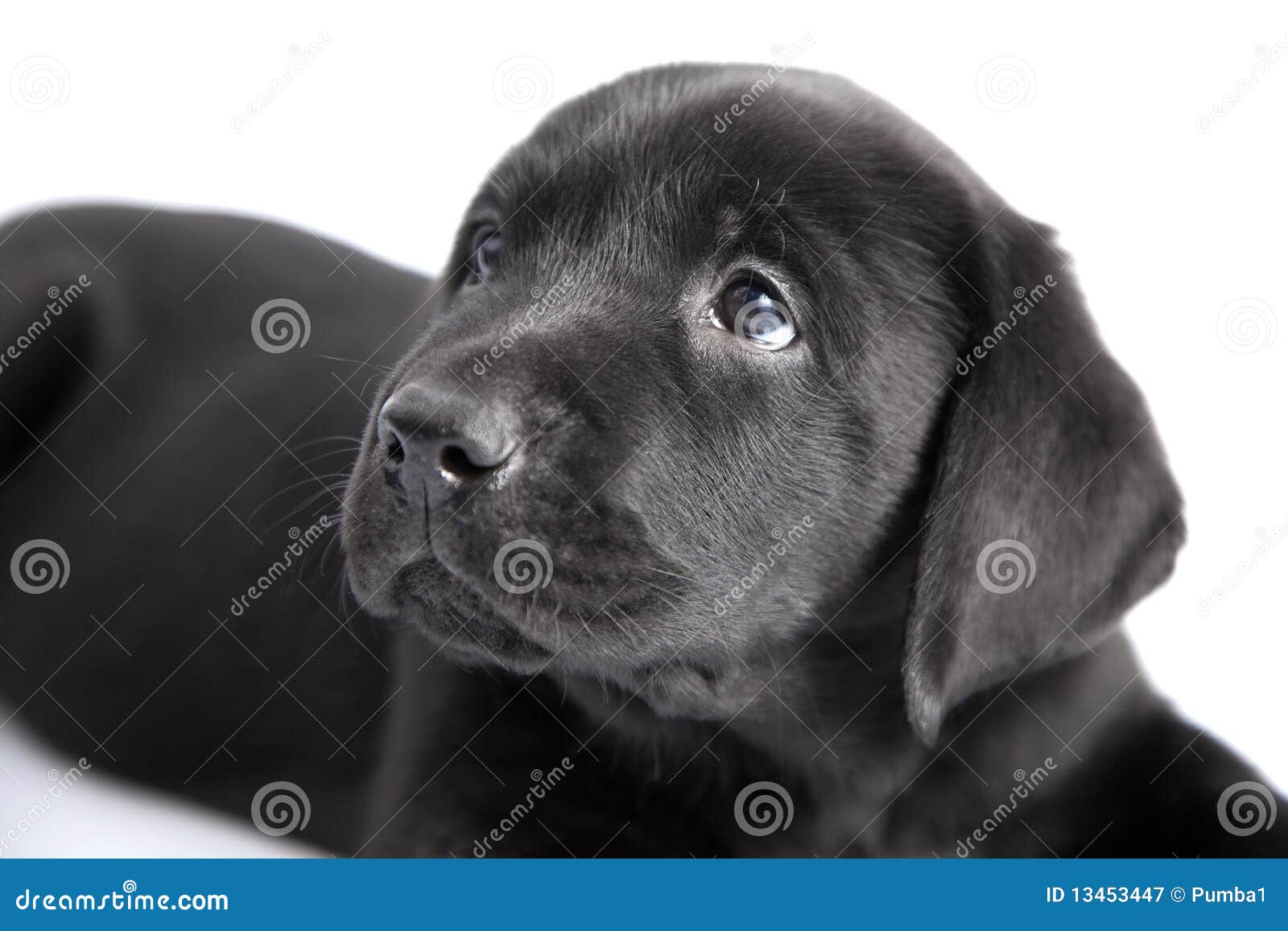 Cane Nero Labrador Del Cucciolo Immagine Stock - Immagine di carino ...