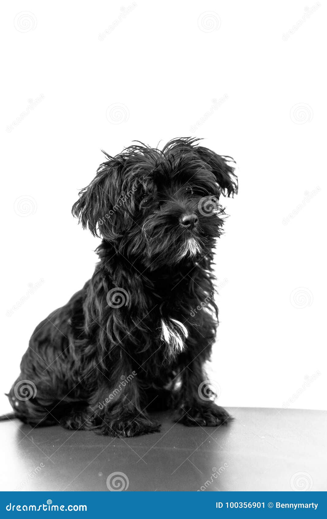 Cane nero maltese immagine stock. Immagine di maltese - 100356901