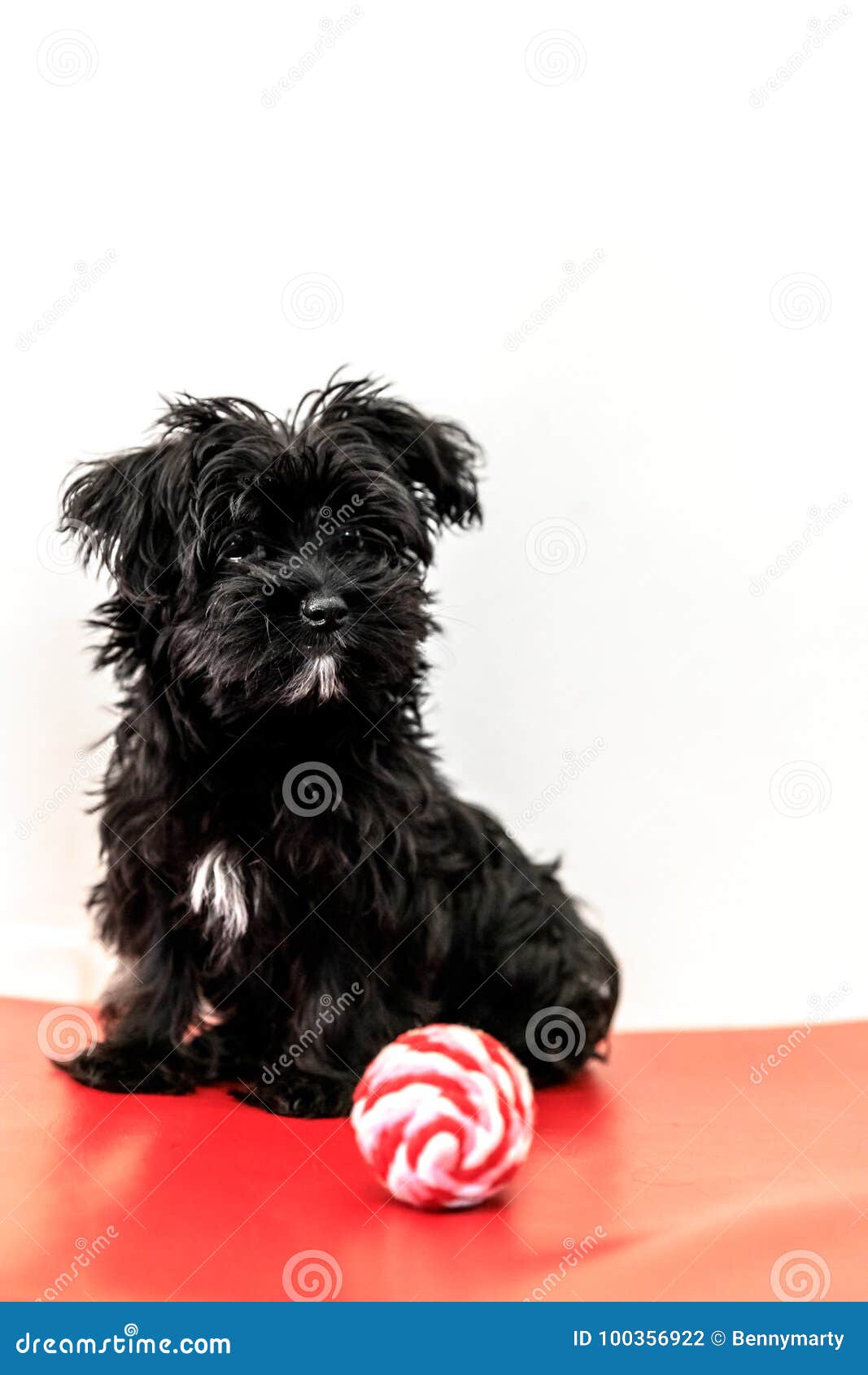 Cane nero maltese fotografia stock. Immagine di mammifero - 100356922