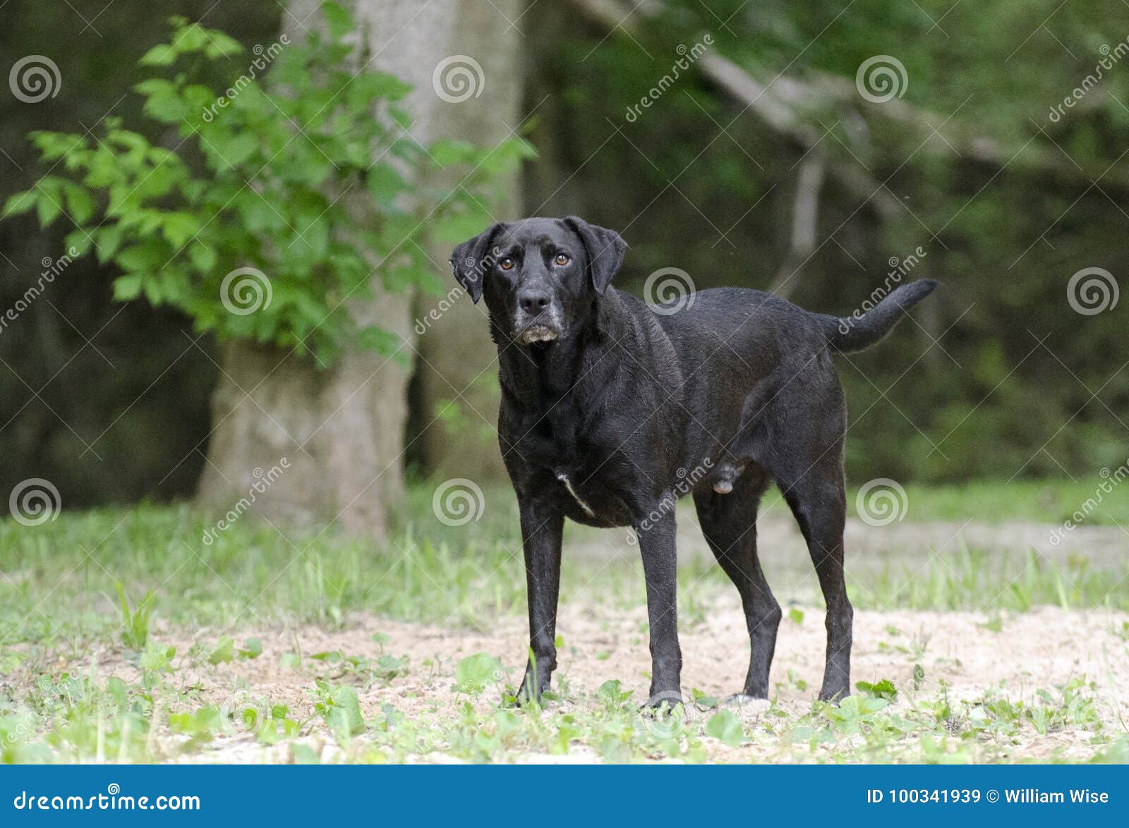 Cane Nero Senior Di Labrador Retriever Immagine Stock - Immagine di ...