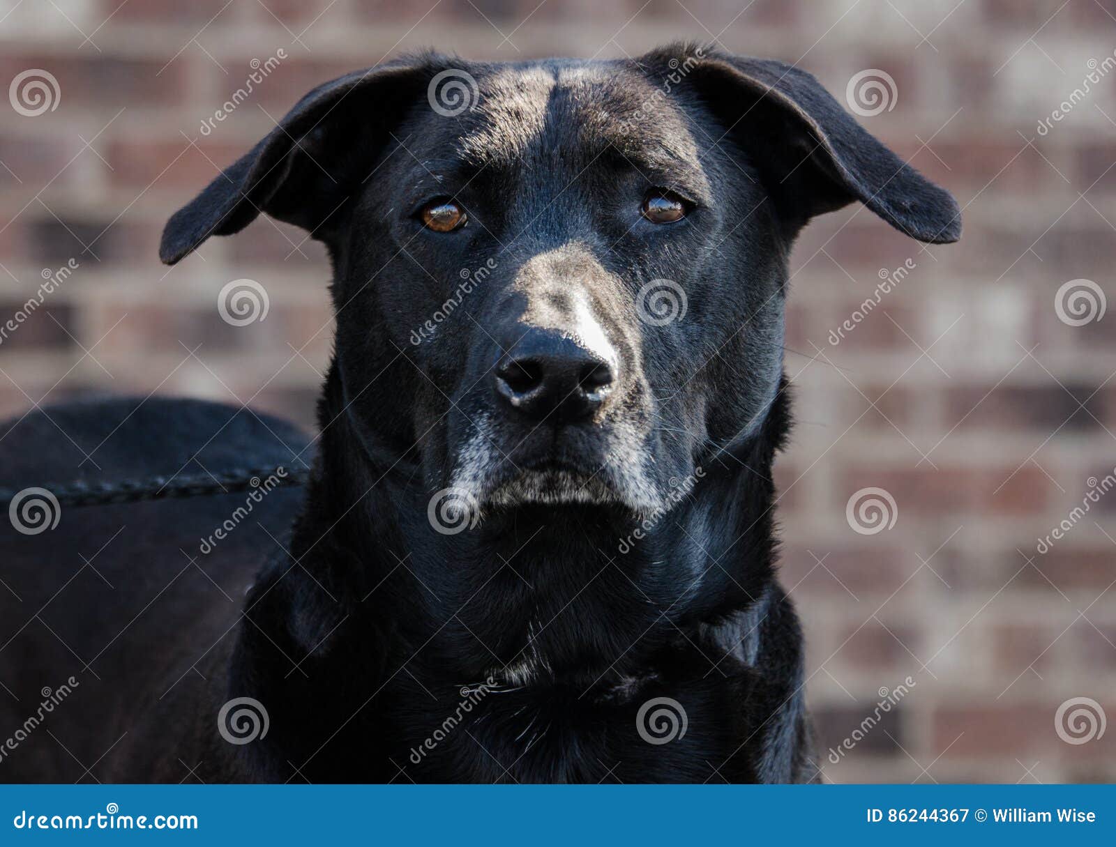 Cane Nero Senior Di Labrador Retriever Immagine Stock - Immagine di ...