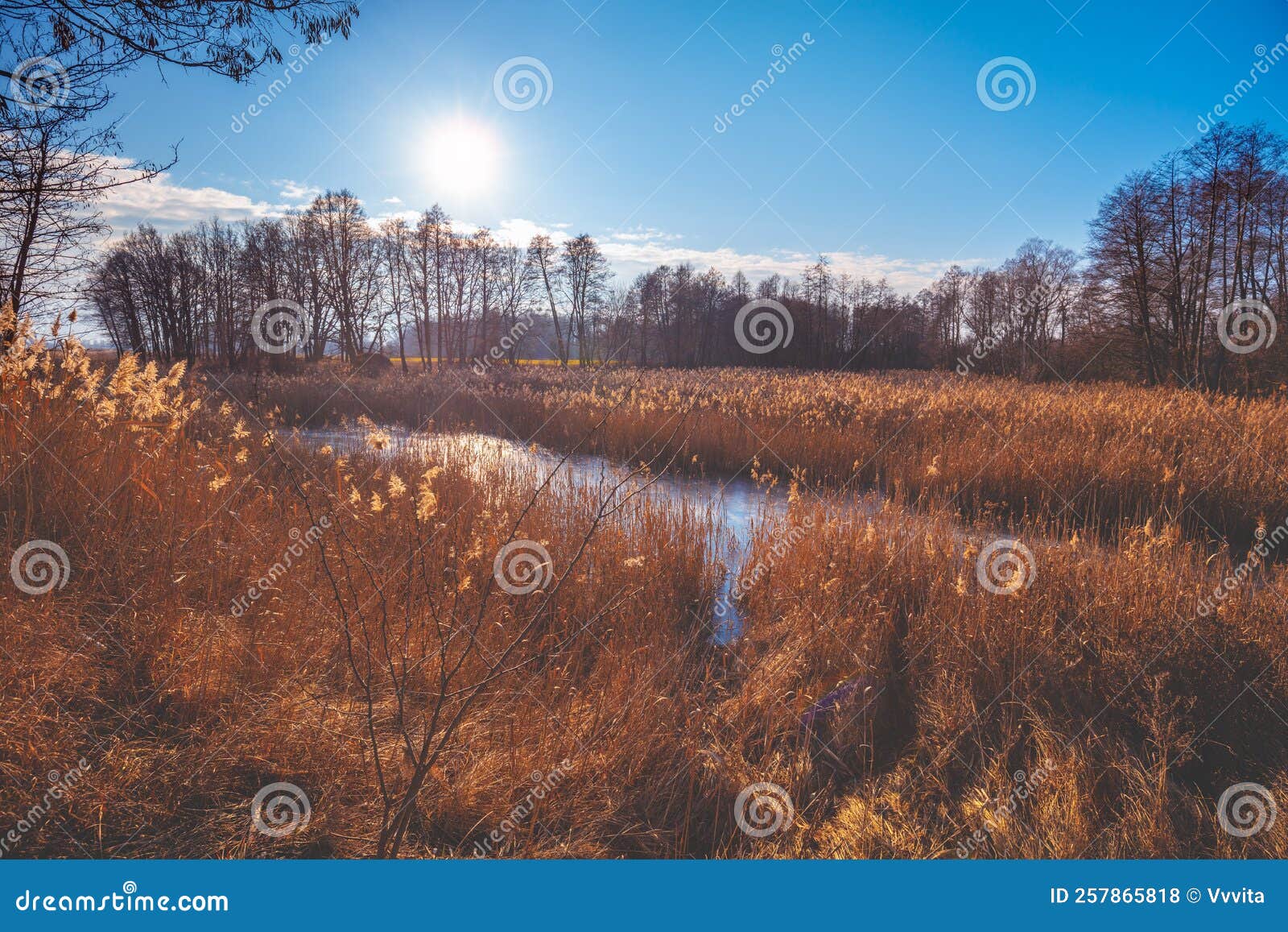 Cane Overgrown Lake in Early Spring Stock Photo - Image of reflection ...
