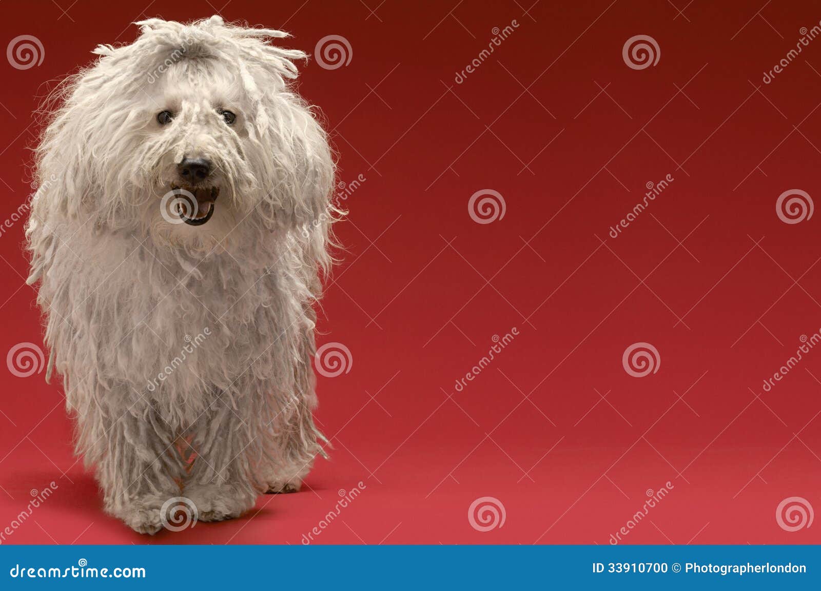 Cane pastore ungherese fotografia stock. Immagine di studio - 33910700