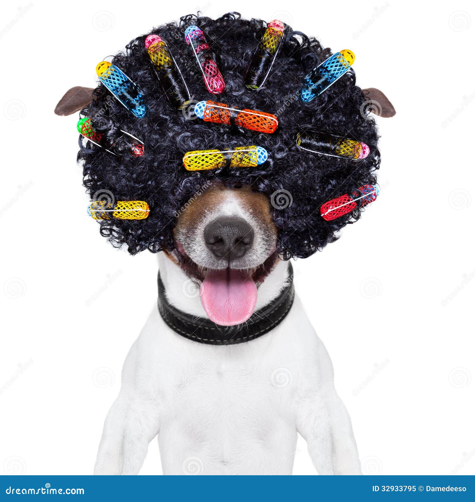 Cane pazzo dei peli ricci immagine stock. Immagine di stupido - 32933795