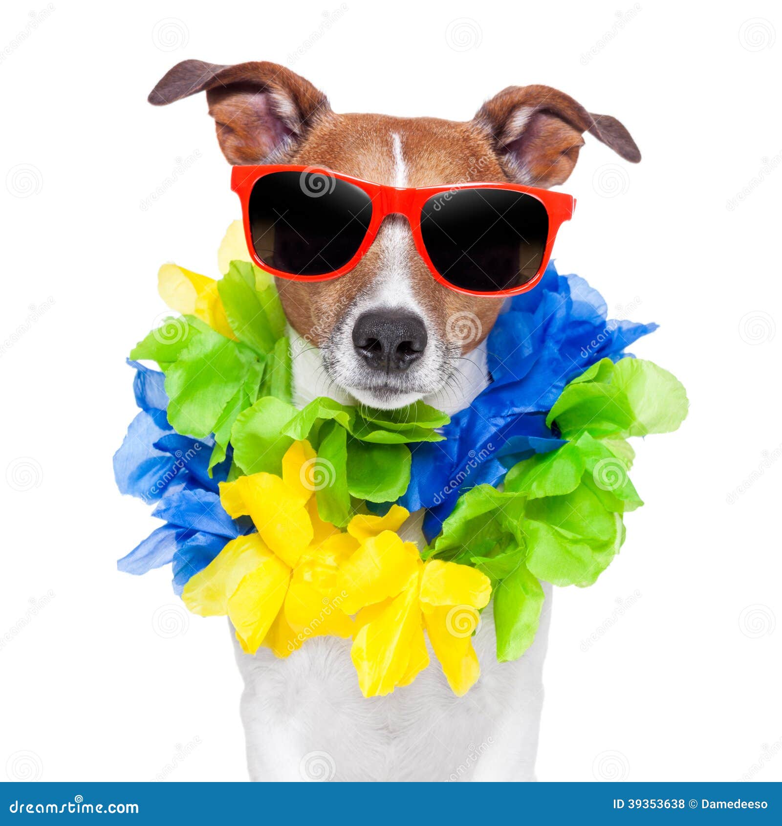 Cane pazzo del davanzale fotografia stock. Immagine di costume - 39353638