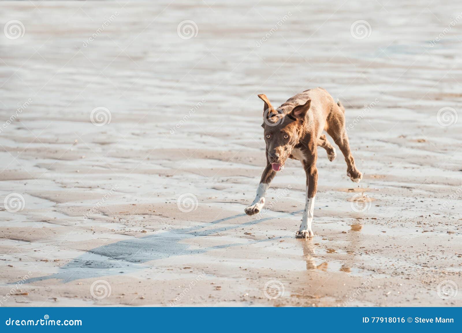 Cane pazzo della spiaggia fotografia stock. Immagine di funzionare ...