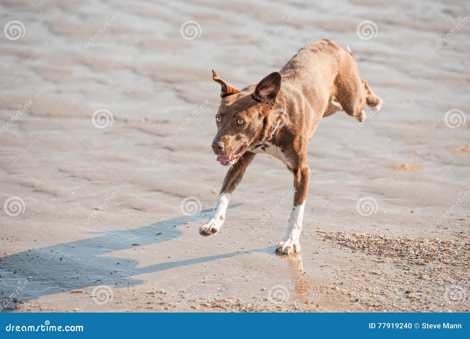Cane pazzo della spiaggia fotografia stock. Immagine di cane - 77919240