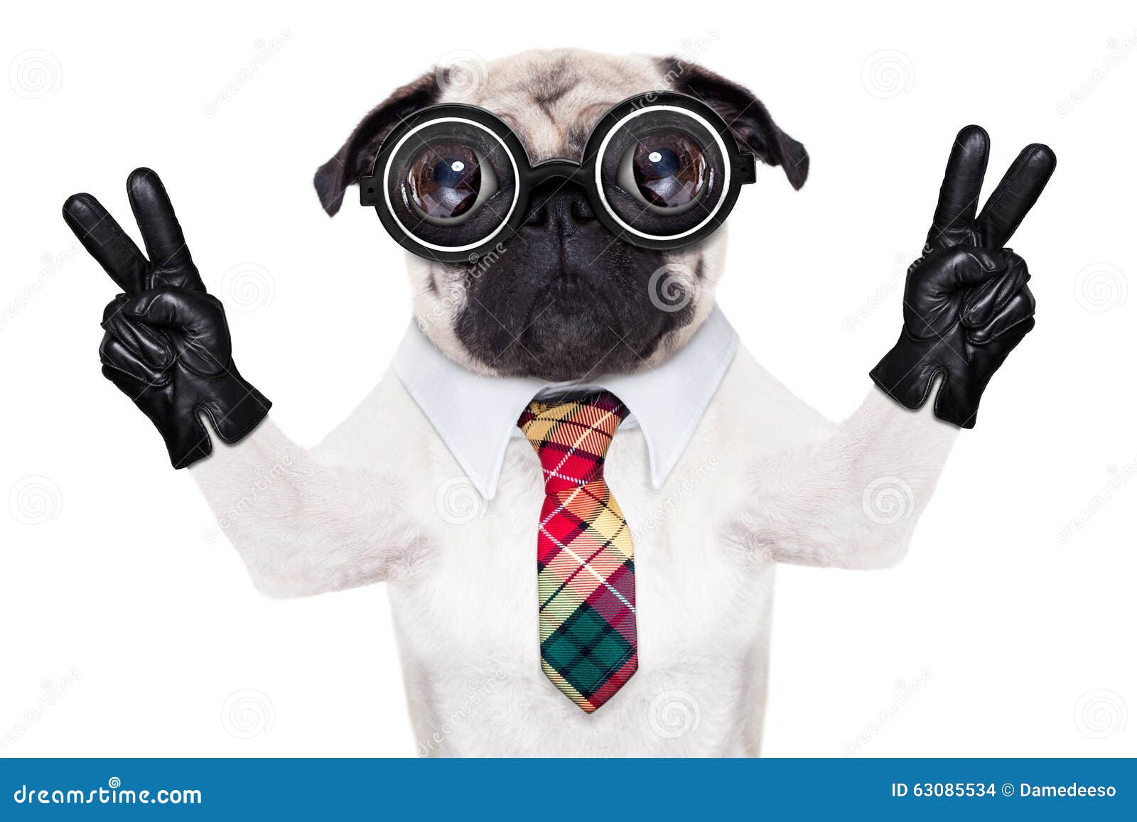 Cane pazzo fresco muto fotografia stock. Immagine di nerd - 63085534