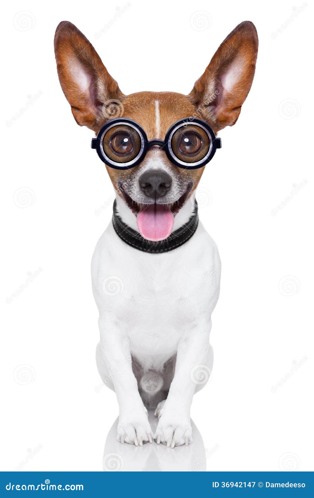 Cane pazzo muto immagine stock. Immagine di testa, gonzo - 36942147