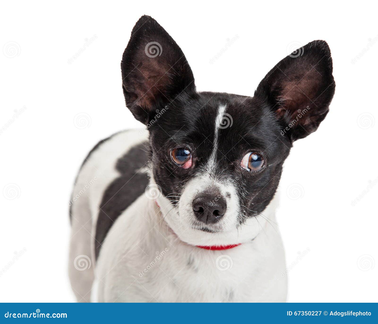 Cane Piccolo Con Cherry Eye Immagine Stock - Immagine di ibrido, alto ...