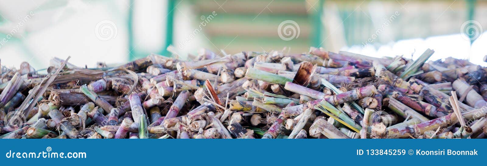 Cane Pieces from Sugar Cane Cutter for Sugar Factory Stock Image ...