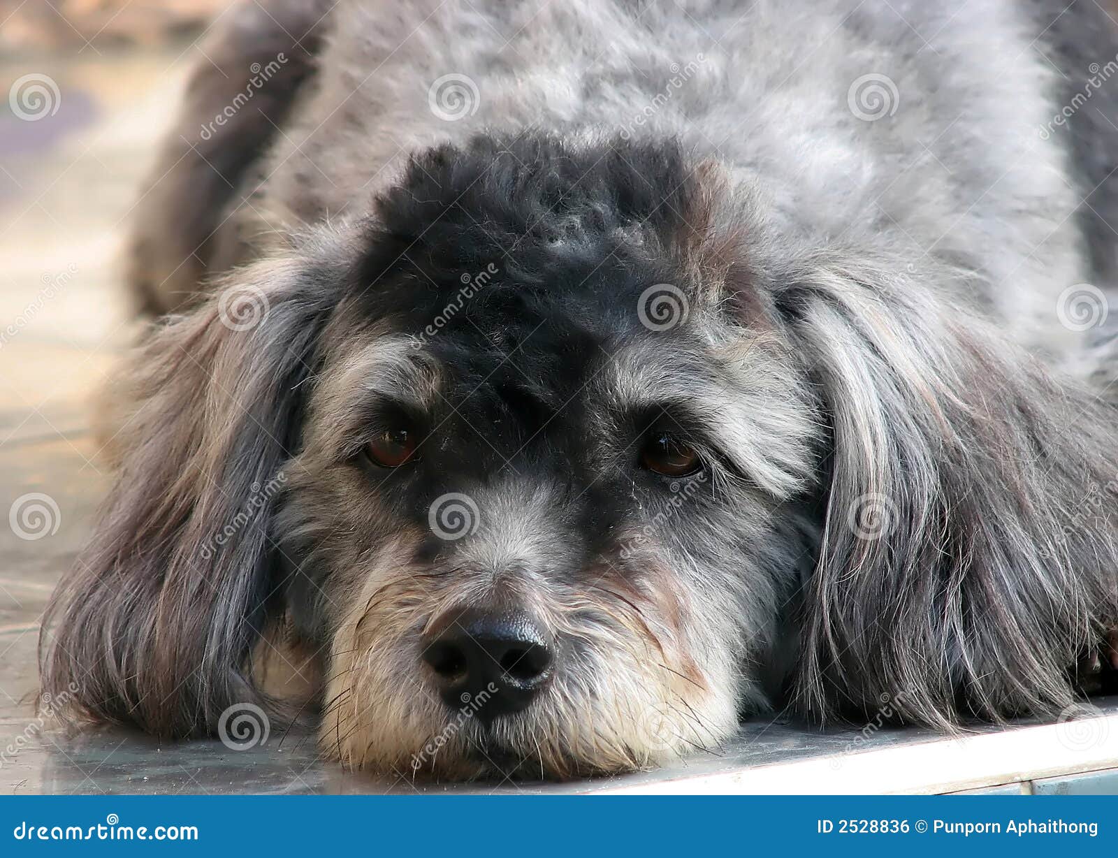 Cane pigro fotografia stock. Immagine di faccia, nero - 2528836