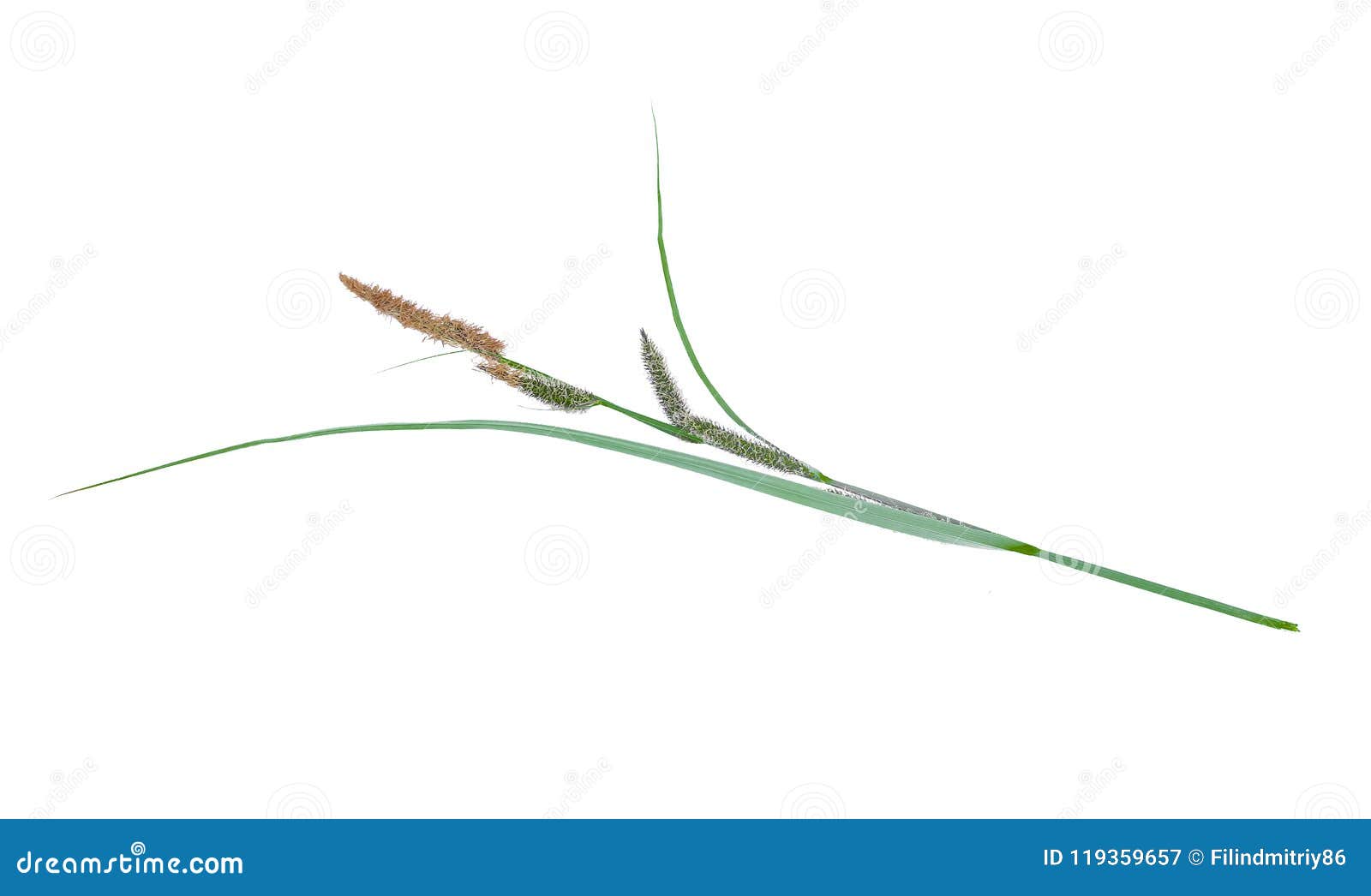 Bulrush stem. stock image. Image of herbarium, reed - 119359657