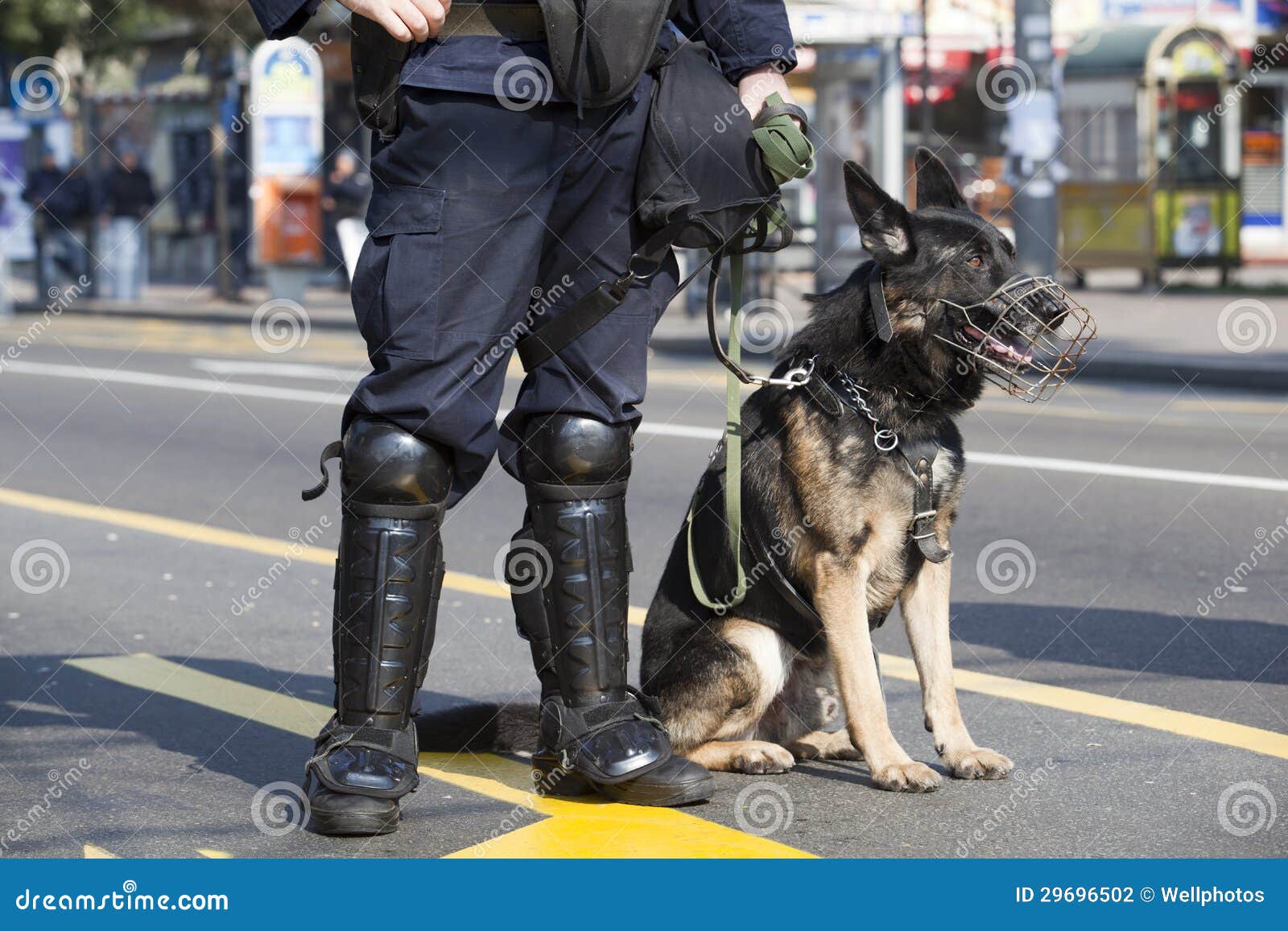 Cane poliziotto fotografia stock. Immagine di legge, vigilanza - 29696502