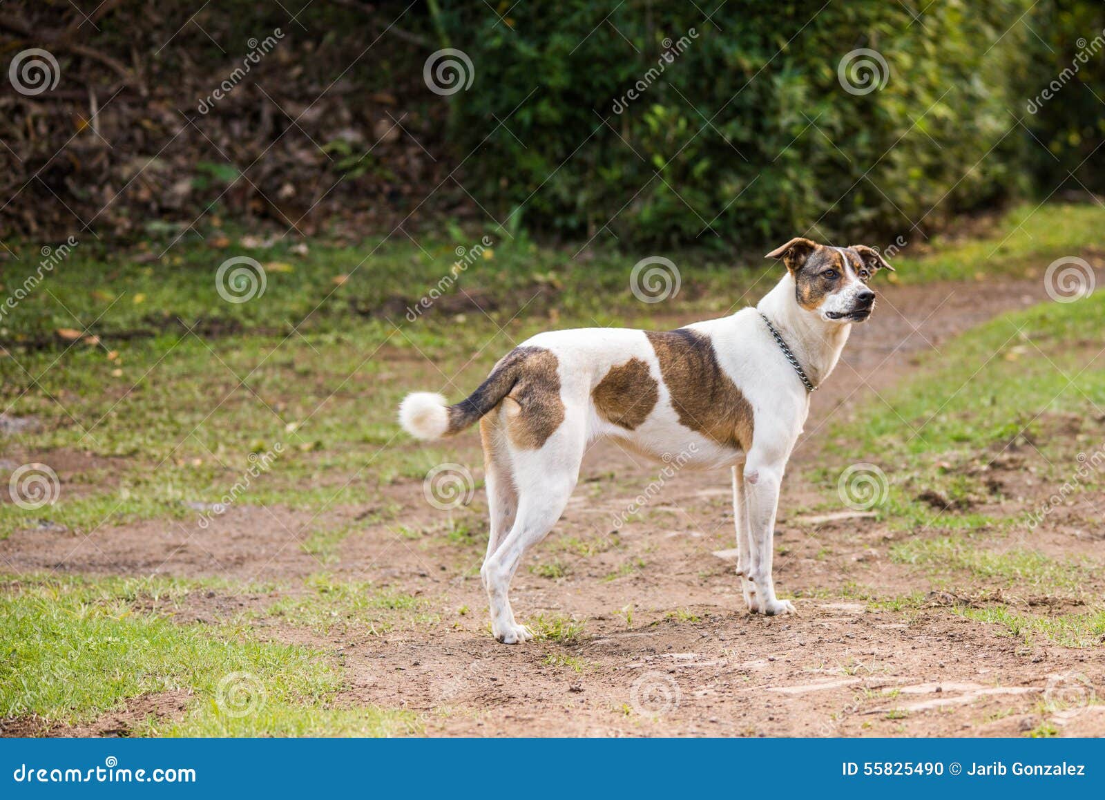 Cane randagio fotografia stock. Immagine di vari, funzionamento - 55825490