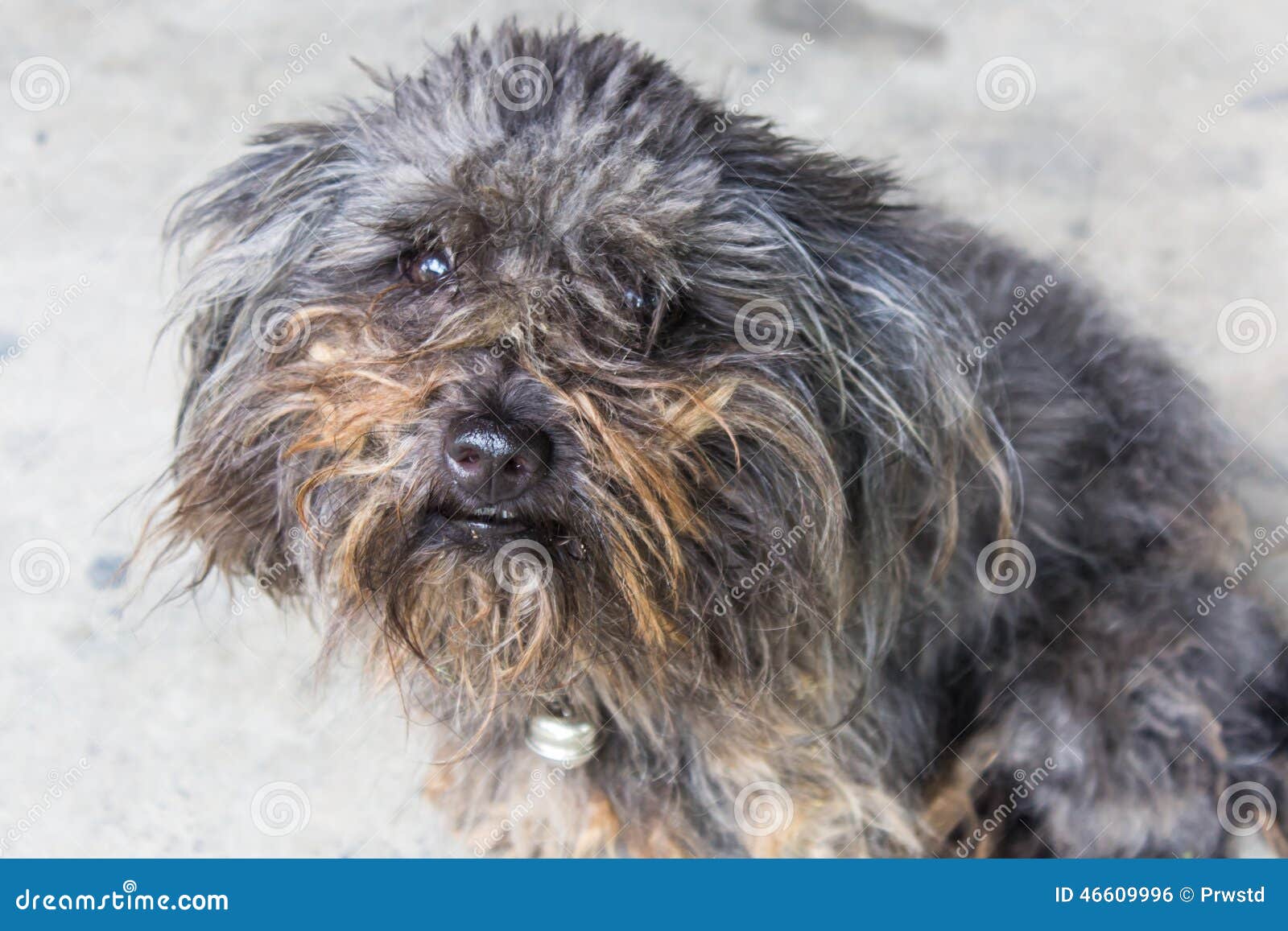 Cane randagio nero fotografia stock. Immagine di collare - 46609996