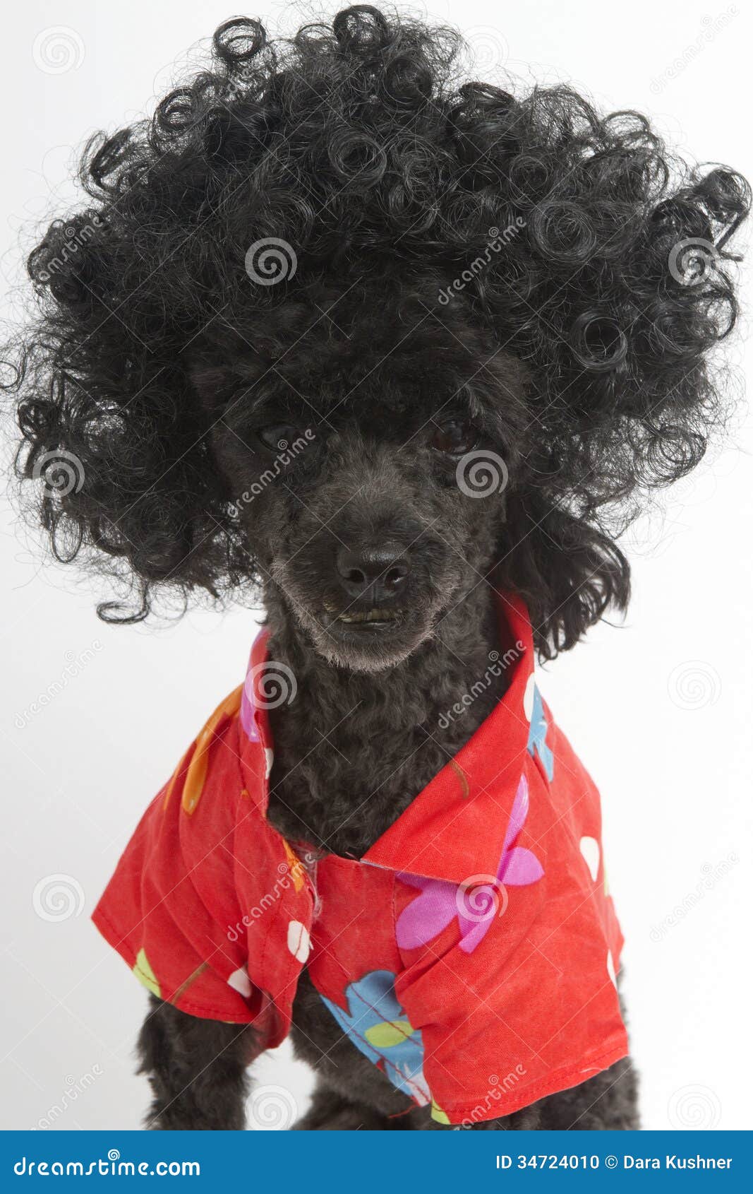 Cane Riccio in Camicia Hawaiana Fotografia Stock - Immagine di capelli ...