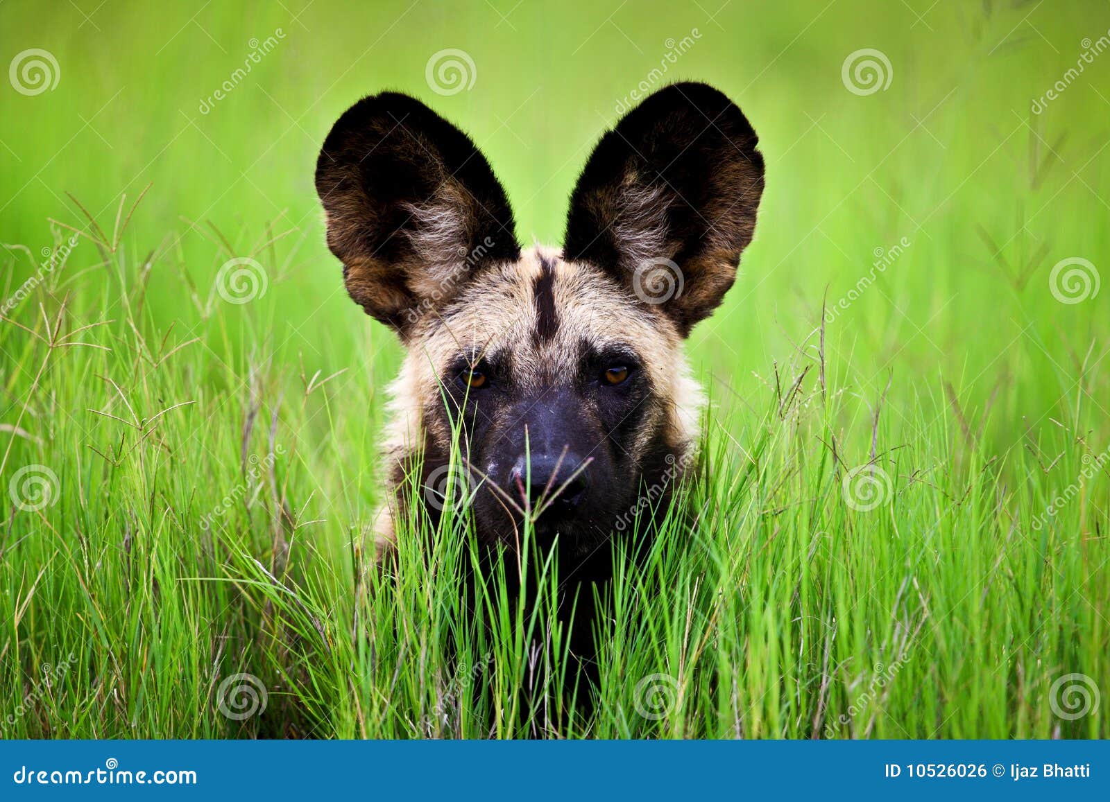 Cane selvaggio africano fotografia stock. Immagine di africa - 10526026