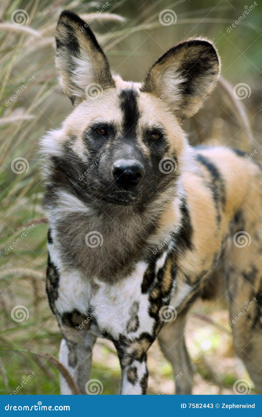 Cane selvaggio africano immagine stock. Immagine di marrone - 7582443