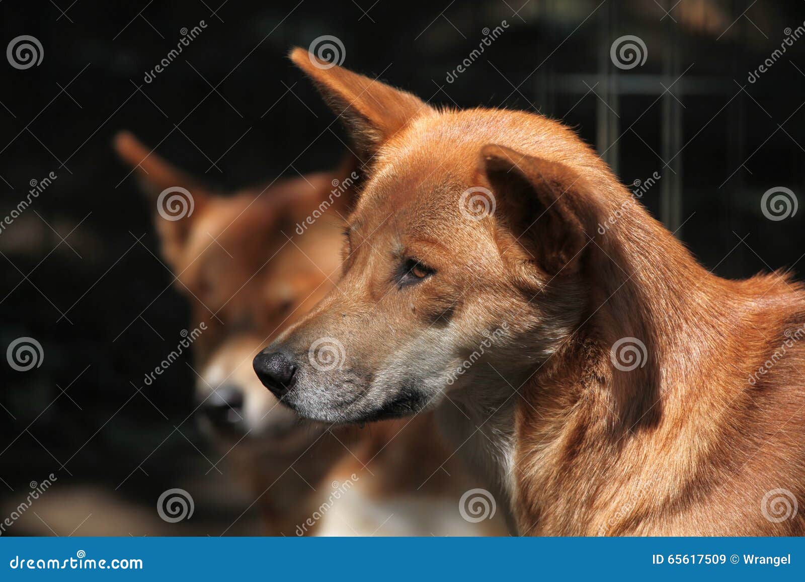 Cane Selvaggio Del Dingo (dingo Di Canis Lupus) Immagine Stock ...
