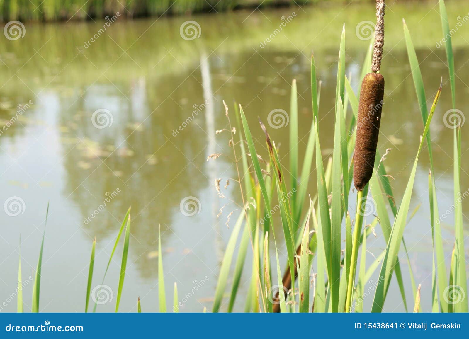 Cane at small river stock image. Image of lively, reed - 15438641