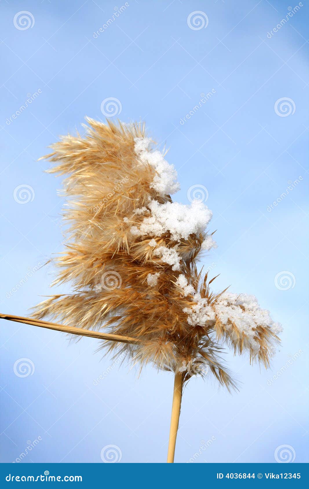 Cane in snow stock photo. Image of straw, plain, floral - 4036844