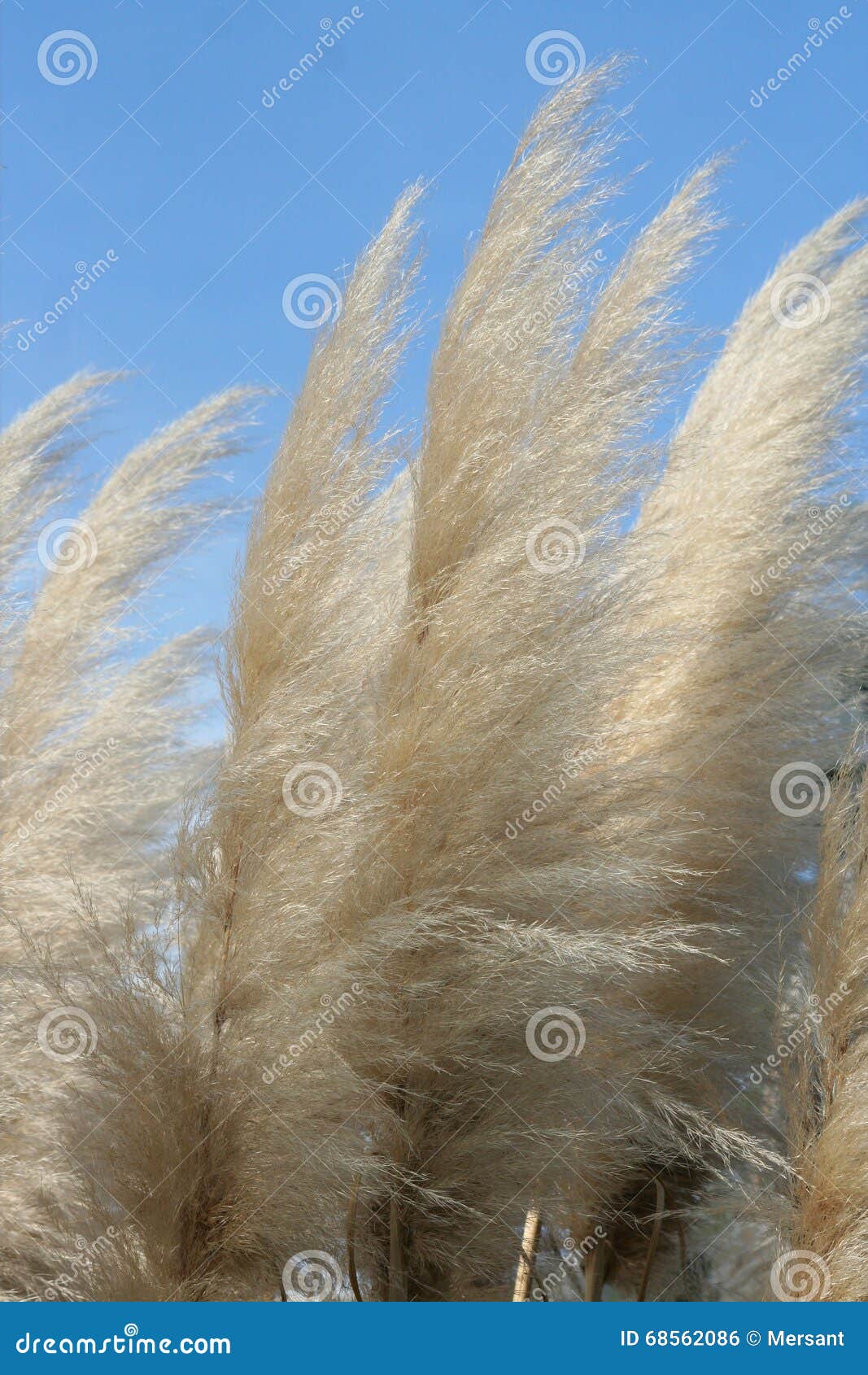 Cane stock photo. Image of water, cane, plants, lakeside - 68562086